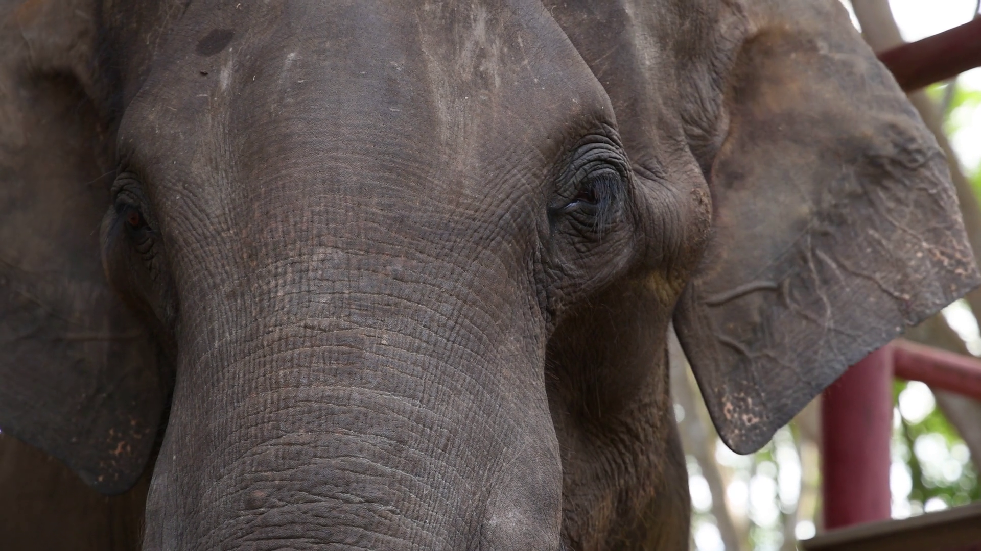 Close-up Of Elephant's Expressions Stock Footage SBV-352678363 ...