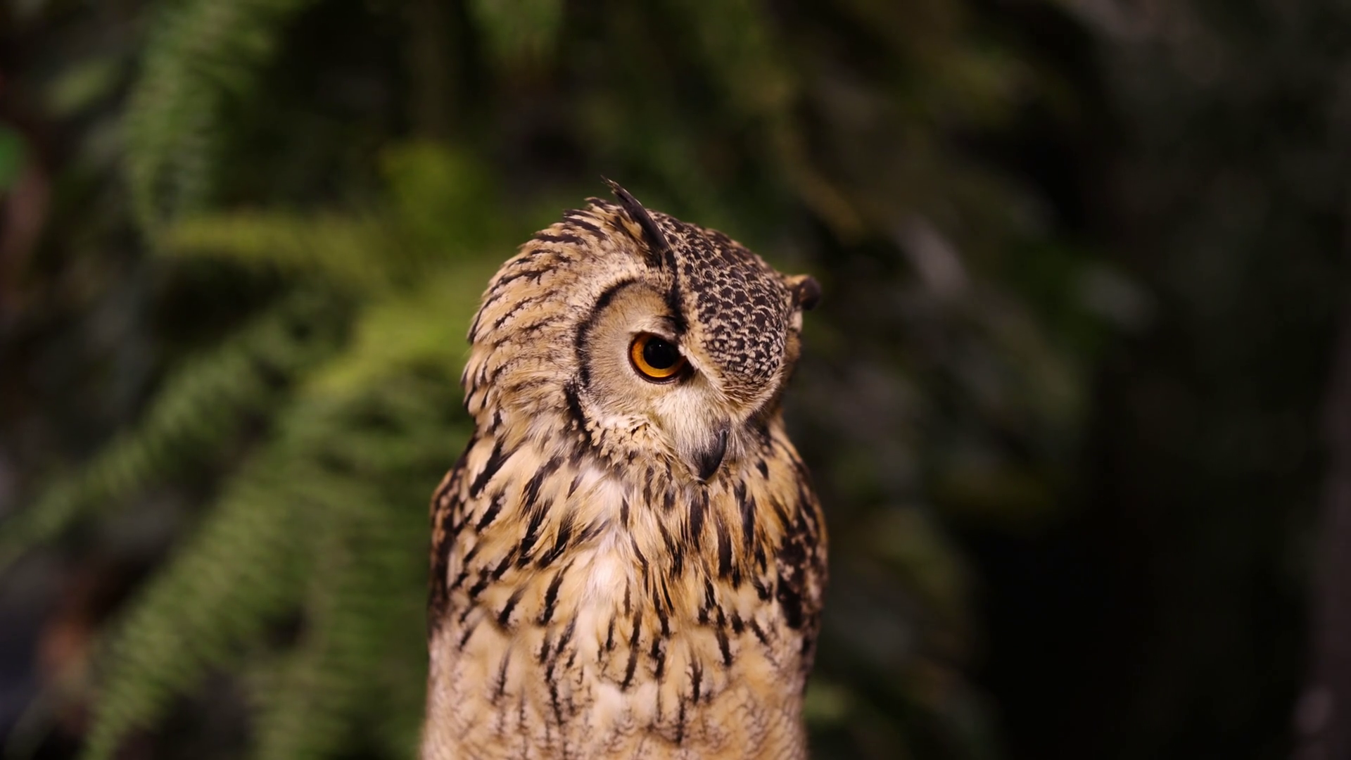 Owl Rotating Head In Nature Stock Footage SBV-352580381 - Storyblocks