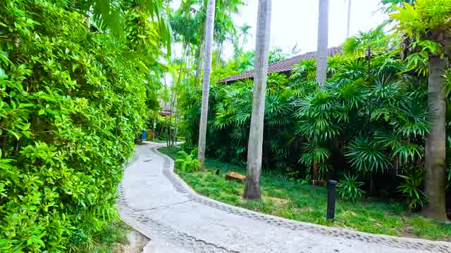 Tropical Greenery Stock Footage: Royalty-Free Video Clips - Storyblocks