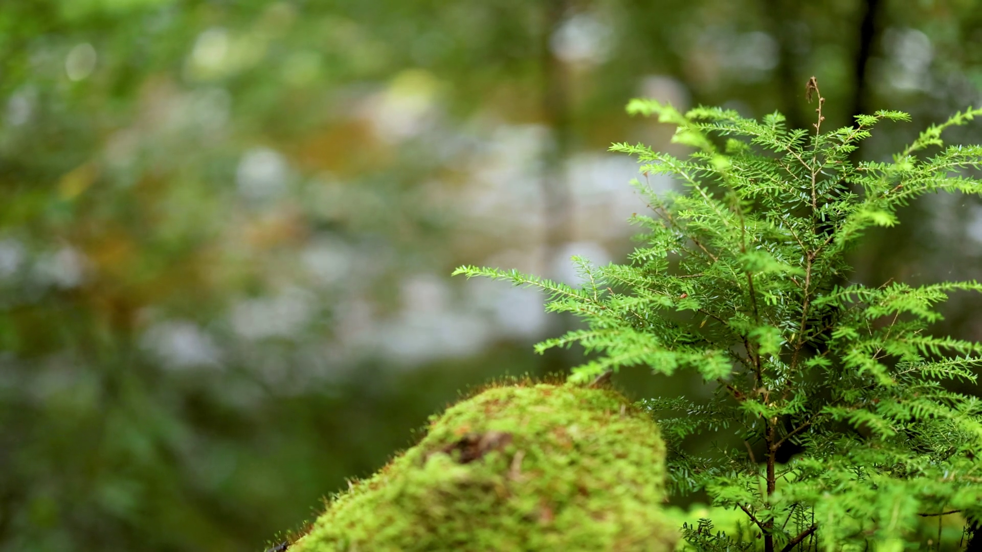 Mossy Forest Scene In Dunkeld Stock Footage SBV-352691275 - Storyblocks