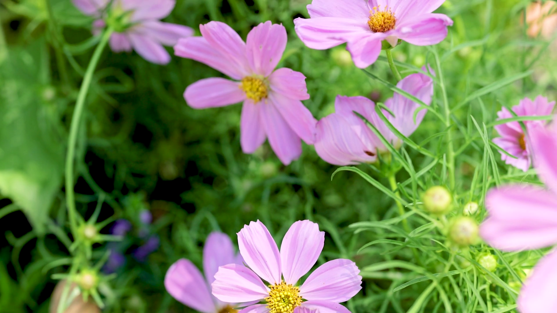 Cosmos Flowers In Rama 9 Park Stock Footage SBV-352717333 - Storyblocks
