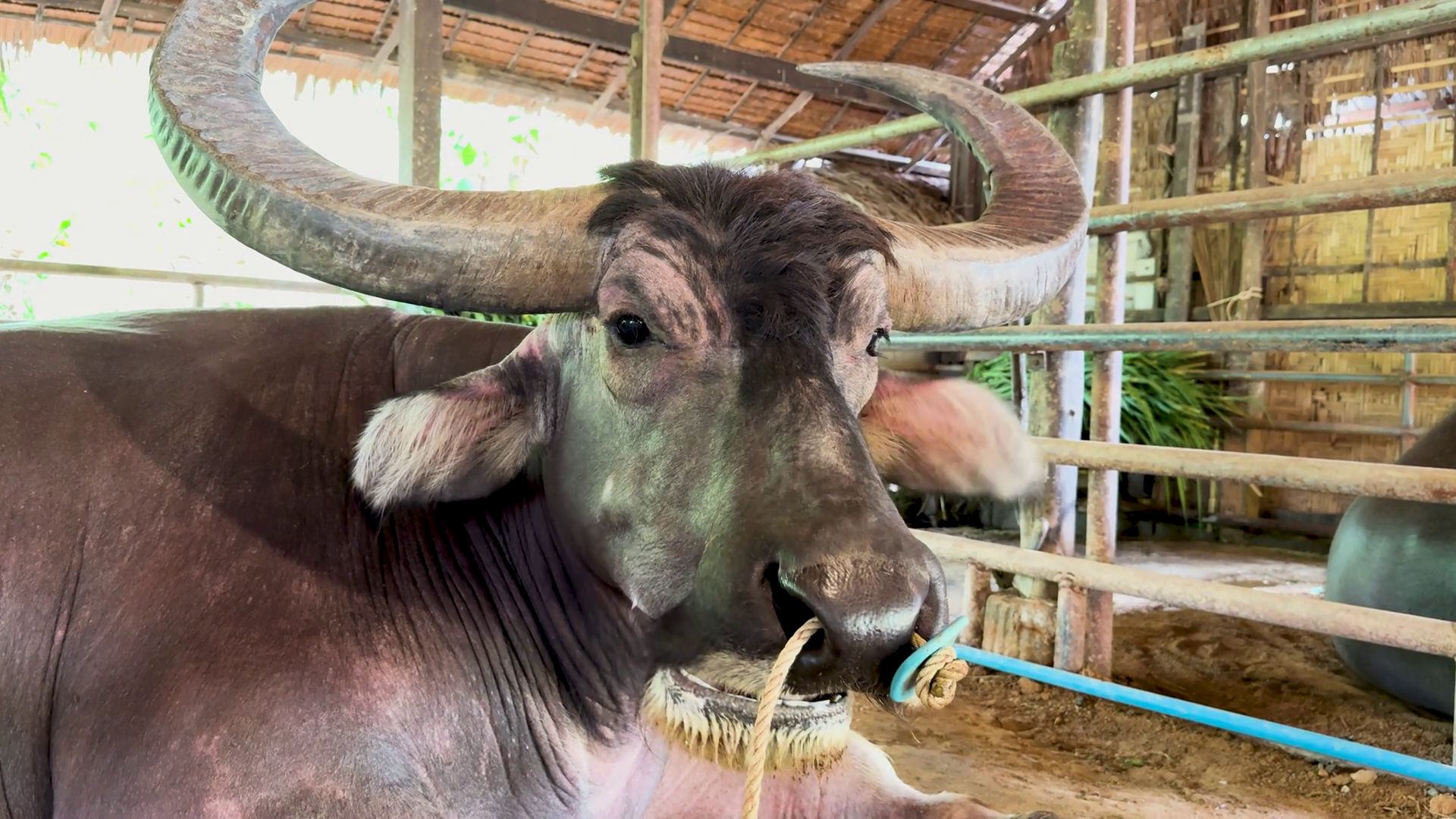 Water Buffalo Chewing At Phuket Farm Museum Stock Footage SBV-352526754 ...