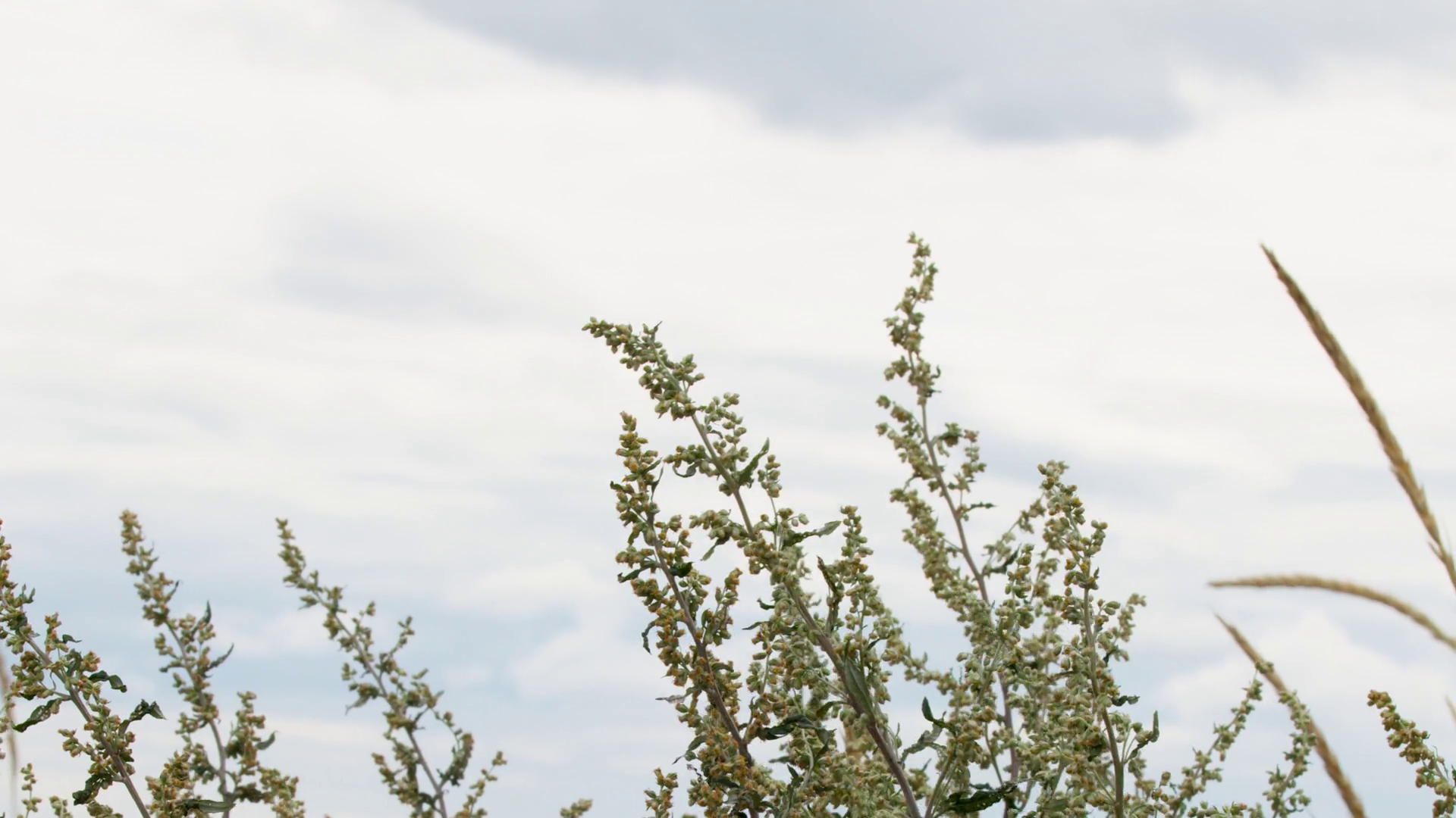 Wind Blowing Through Green Foliage On Cloudy Stock Footage SBV ...