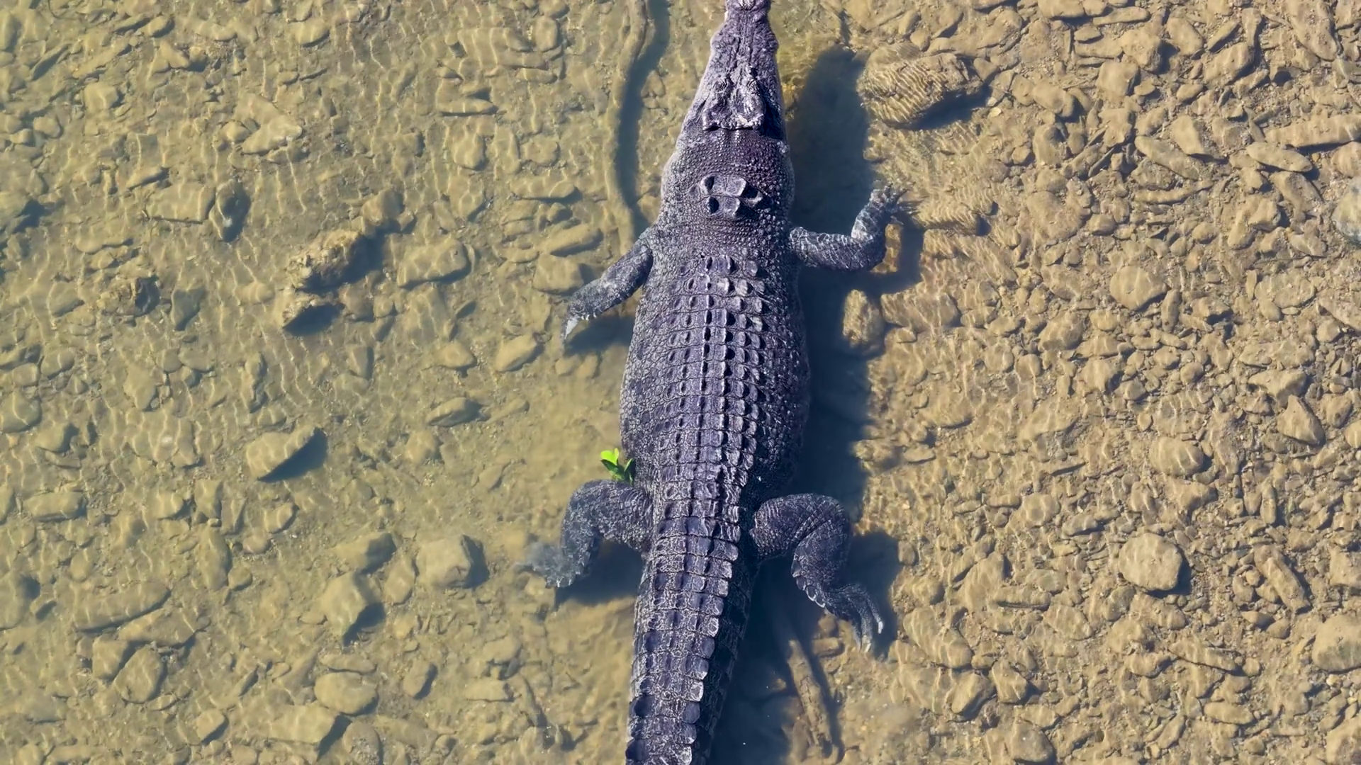 Aerial View Of Crocodile In Shallow Water Stock Footage SBV-352554709 ...