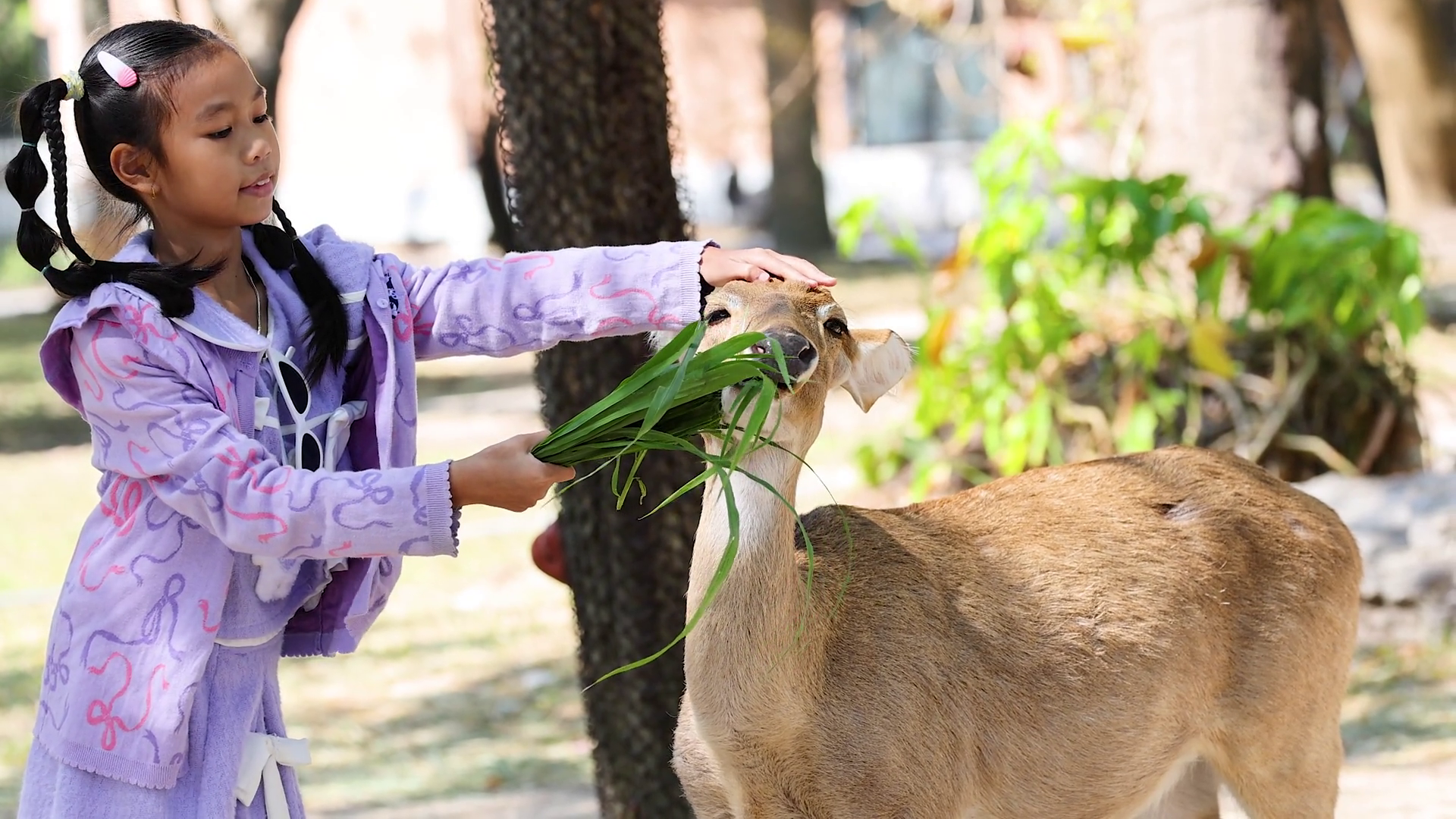 Girl Feeding Antelope At Thai Zoo Stock Footage SBV-352274423 - Storyblocks