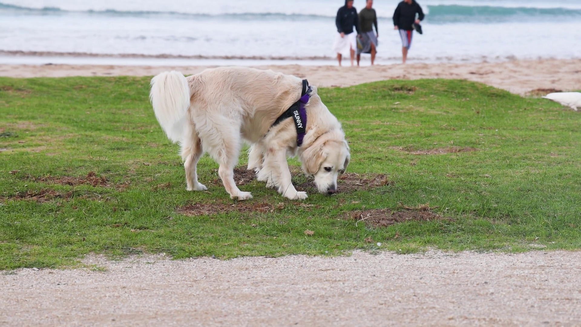 Dogs Exploring Beach Grass Stock Footage SBV-352709830 - Storyblocks