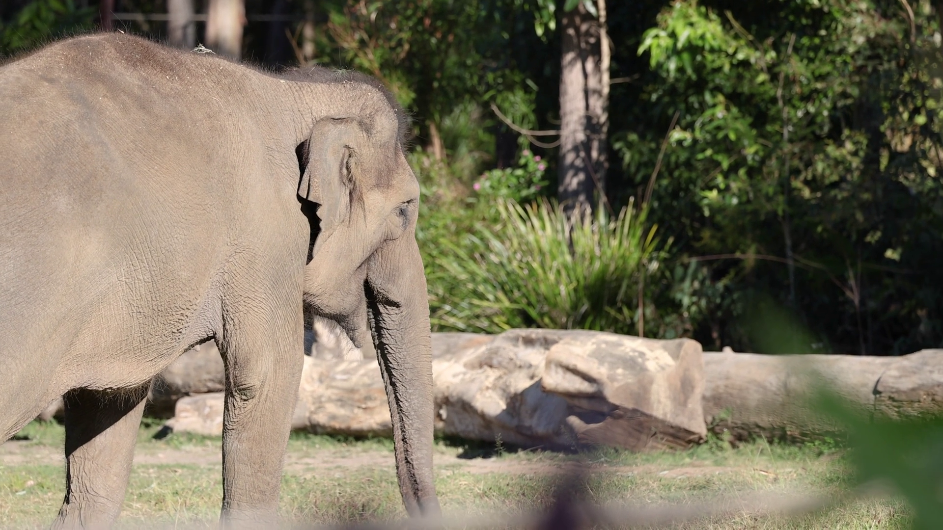 Asian Elephant At Australia Zoo Stock Footage SBV-352969254 - Storyblocks