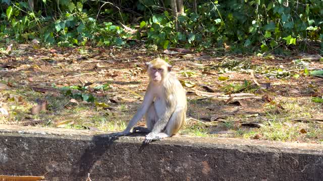 Monkey Video Stock Footage: Royalty-Free Video Clips - Storyblocks