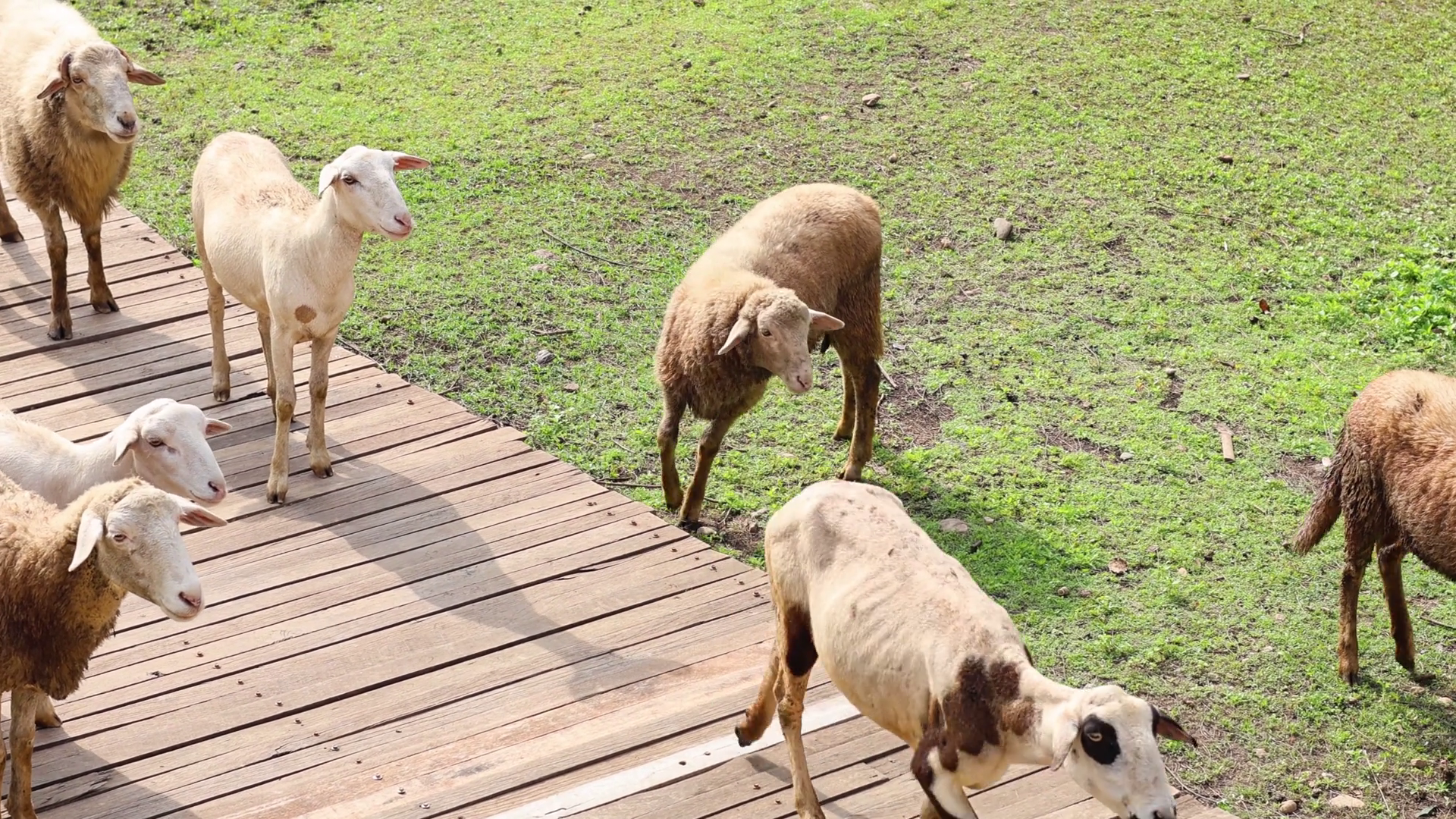 Sheep Crossing Wooden Bridge Stock Footage SBV-352717052 - Storyblocks