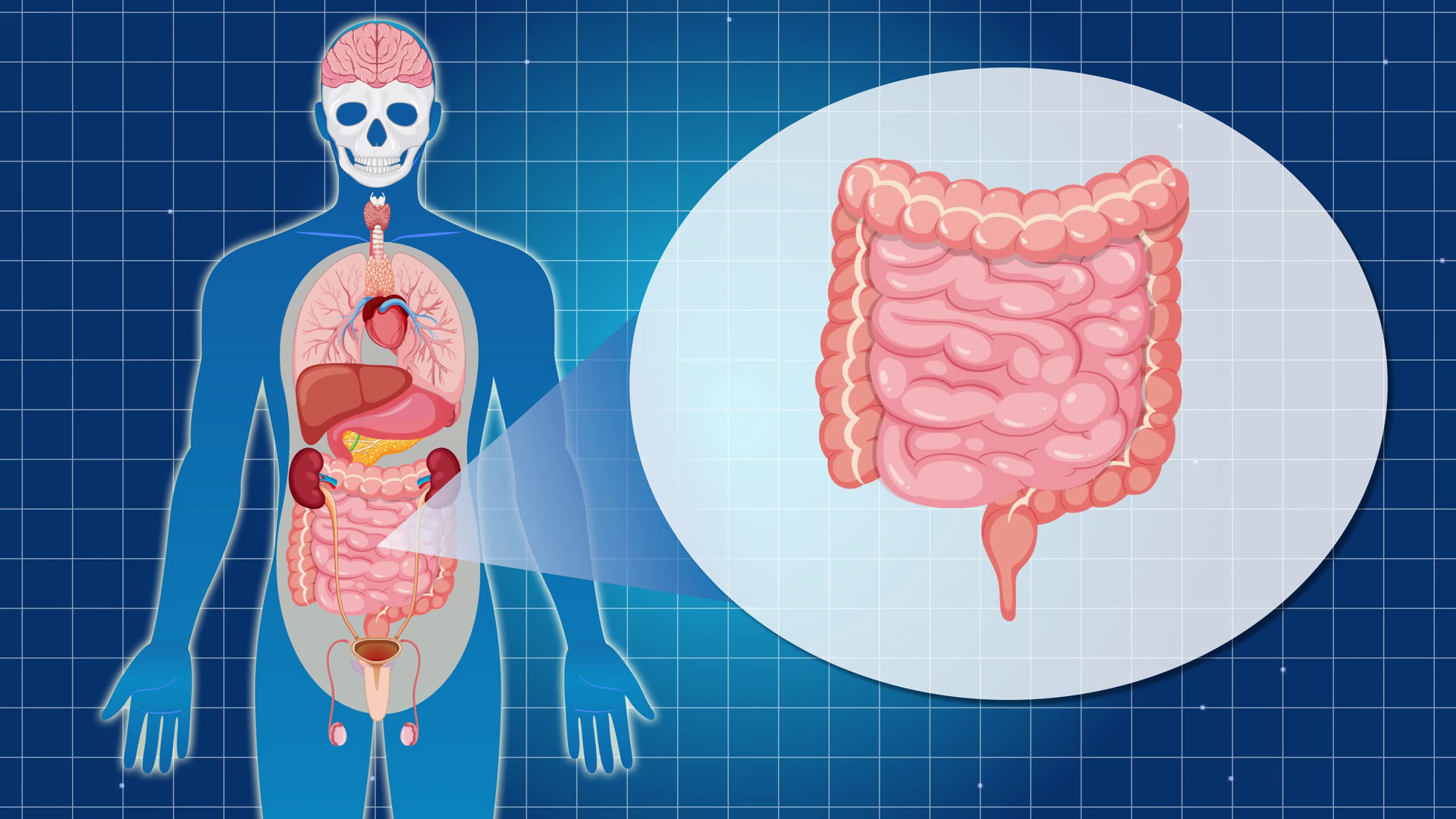 Human Digestive System Animation With Stock Footage SBV-352535042 ...