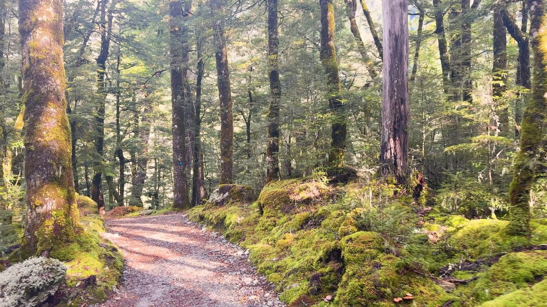 Walking Along Sunlit Forest Trail In Stock Footage SBV-352917611 ...