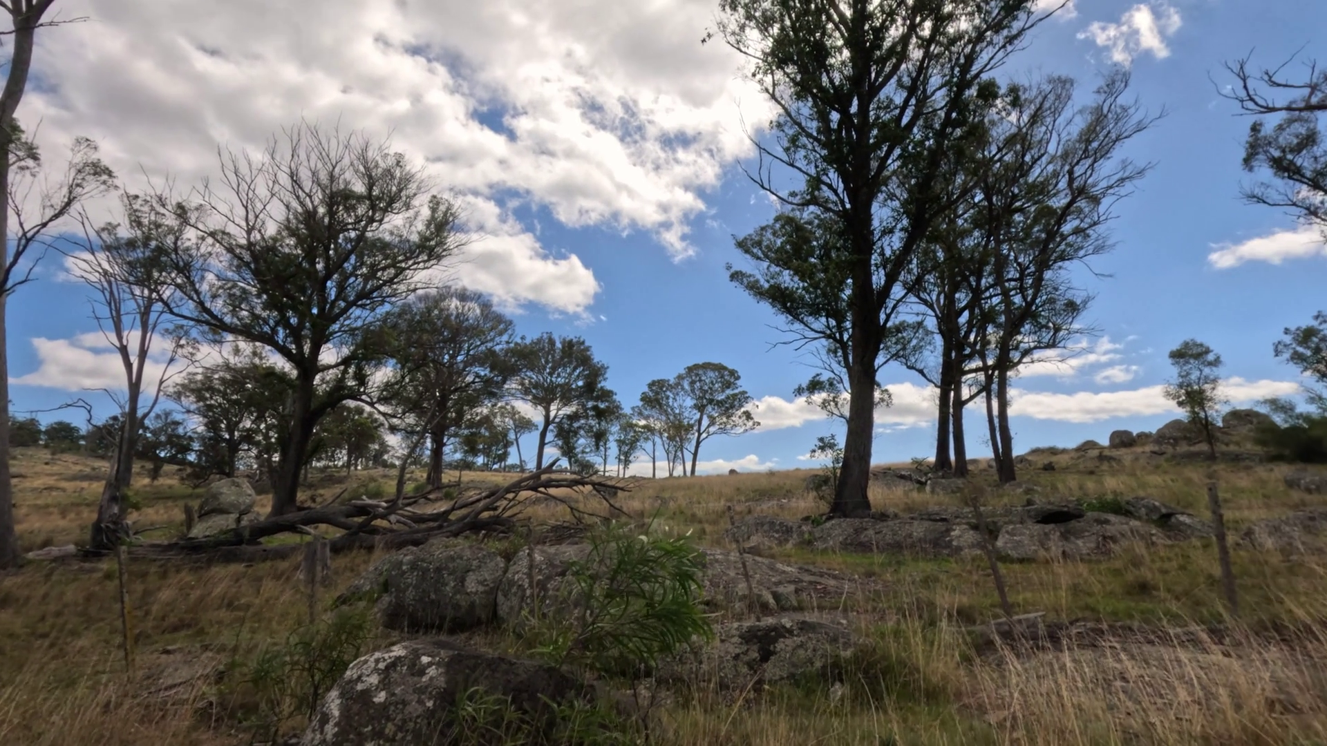 Scenic Forest Landscape In Armidale Stock Footage SBV-352702320 ...
