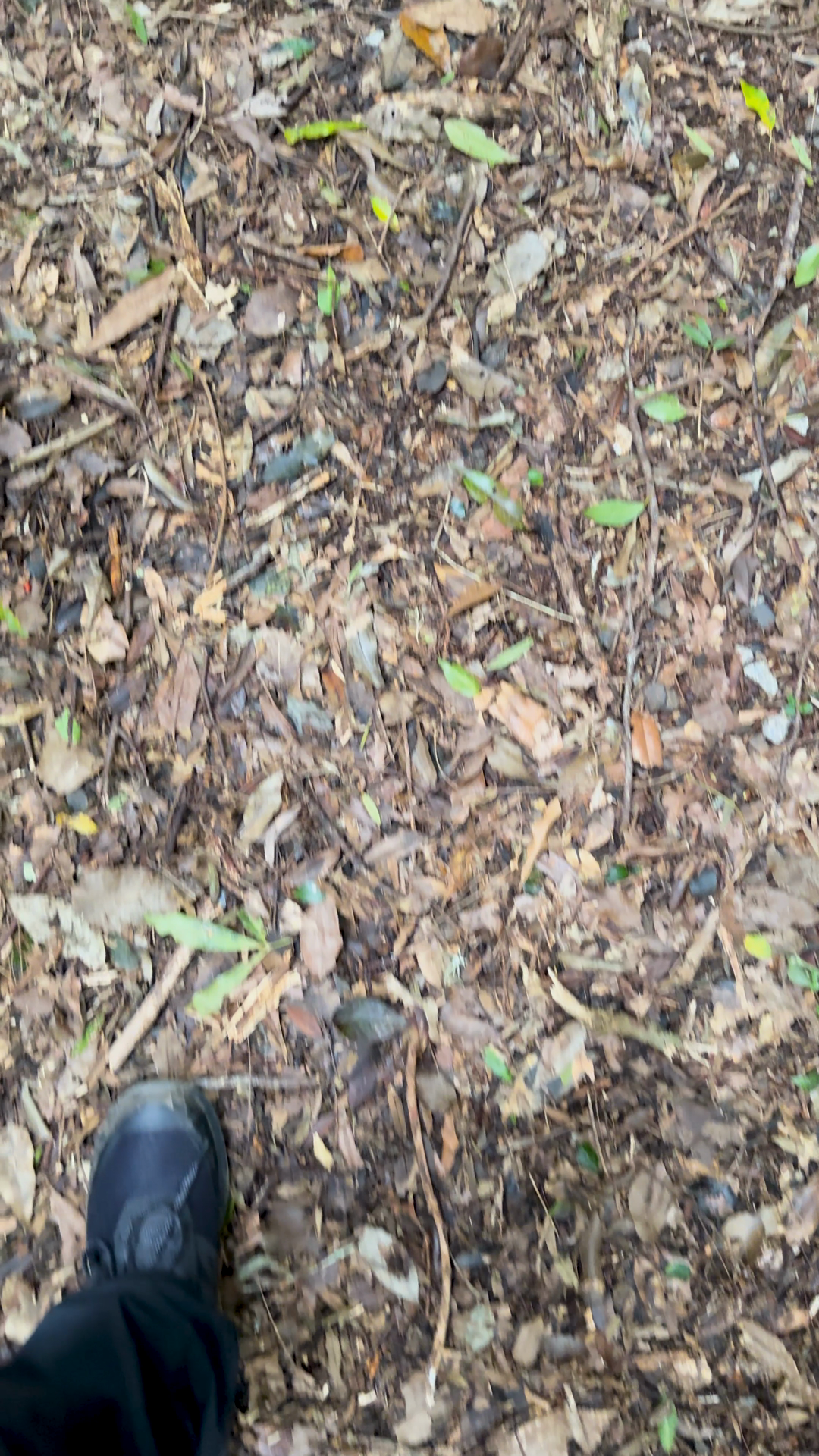 Walking Through Rainforest Leaf Litter In Stock Footage SBV-353095608 ...