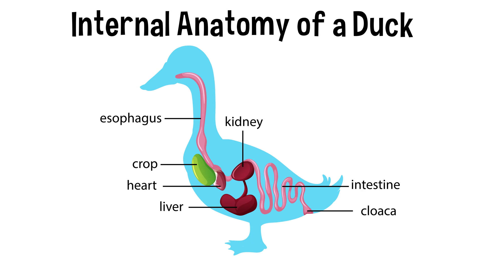 Internal Anatomy Of Duck Animation Stock Footage SBV-352513318 ...