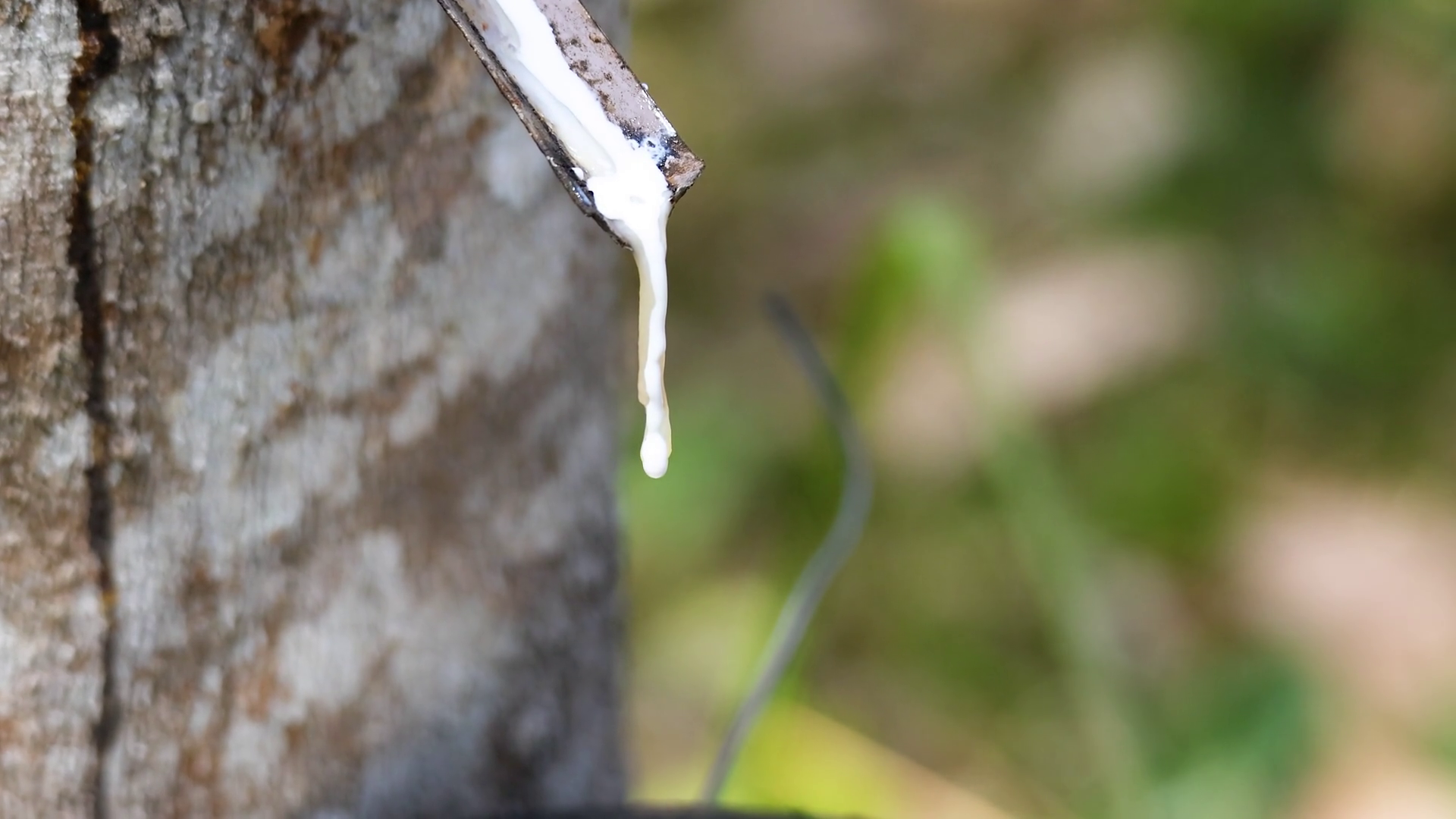 Latex Dripping From Rubber Tree In Stock Footage SBV-352980305 ...