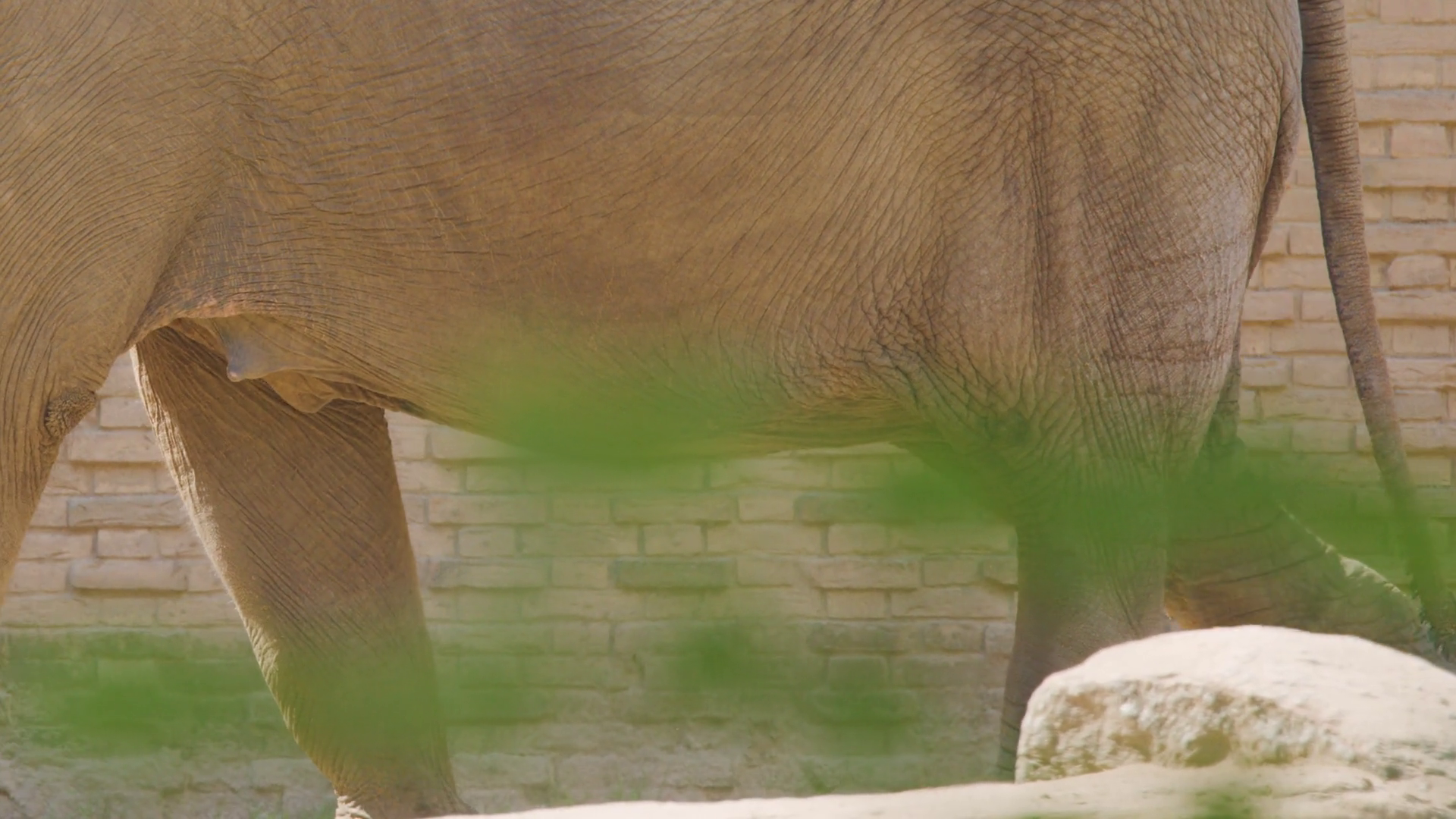 Asian Elephant Walking In Sunlit Zoo Stock Footage SBV-352643753 ...