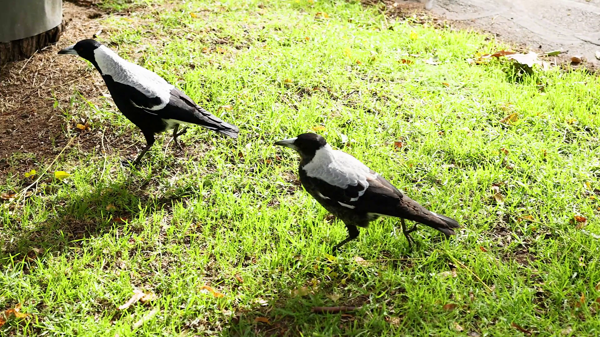 Australian Magpies In Melbourne Museum Stock Footage SBV-352295098 ...