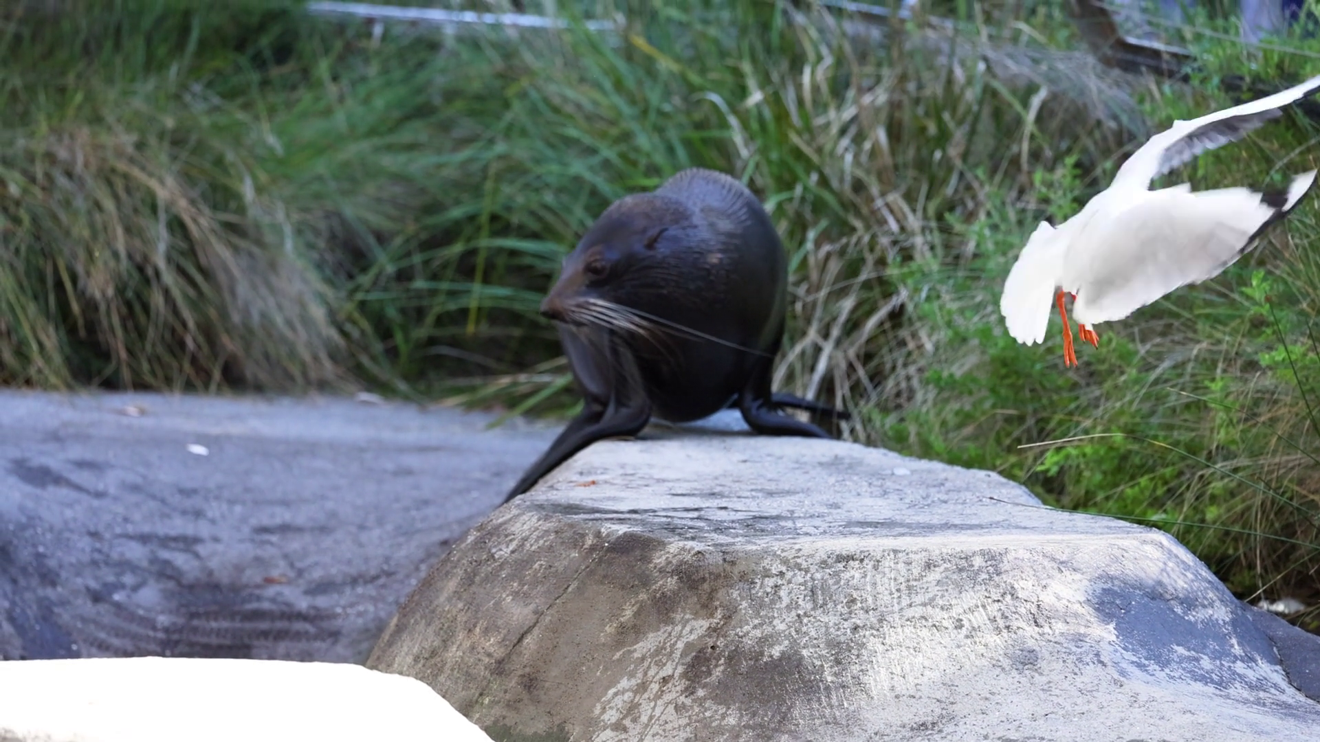 Seal Seagull Interaction At Zoo Stock Footage SBV-352731171 - Storyblocks