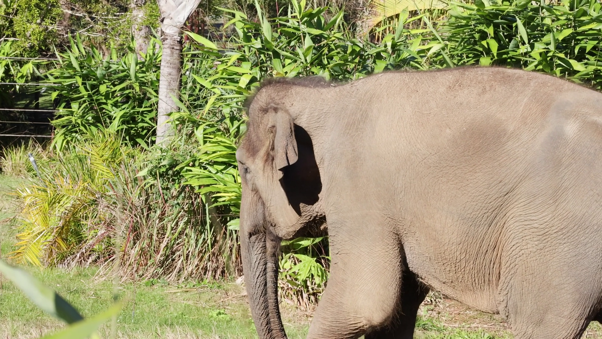 Asian Elephant Walking In Australia Zoo Stock Footage SBV-352650373 ...
