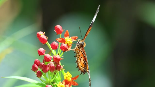 Pollinator Habitat Stock Footage: Royalty-Free Video Clips - Storyblocks