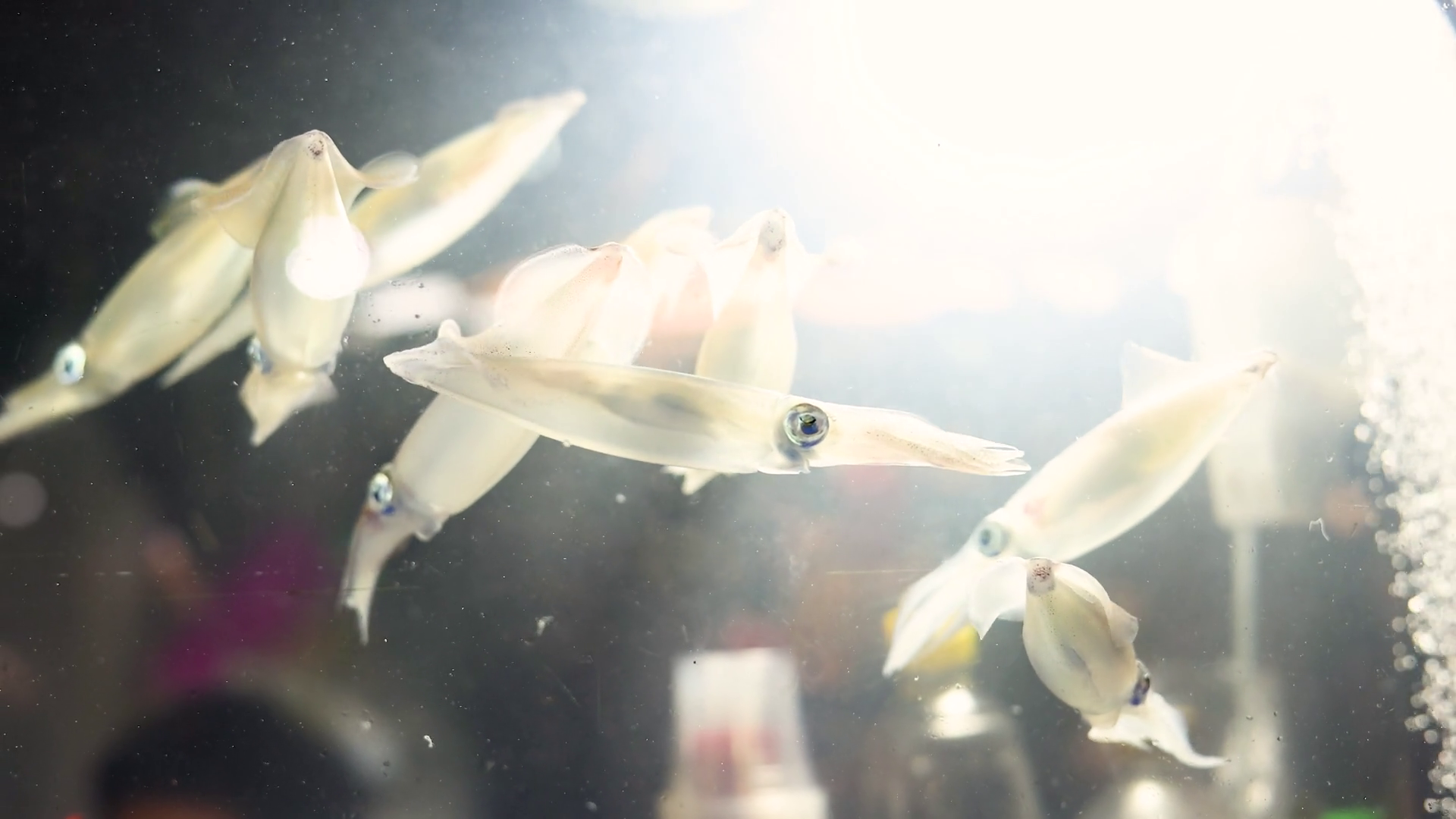 Live Squid Swimming In Aquarium At Bangkok Stock Footage SBV-352831327 ...