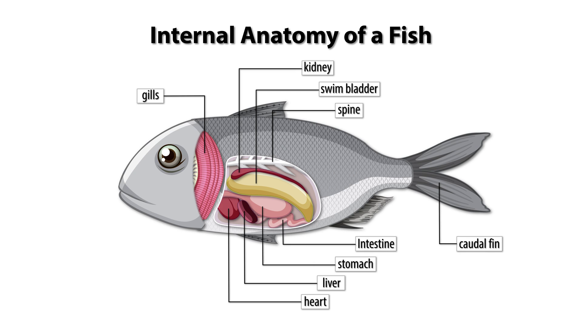Internal Anatomy Of Fish Stock Footage SBV-352709866 - Storyblocks