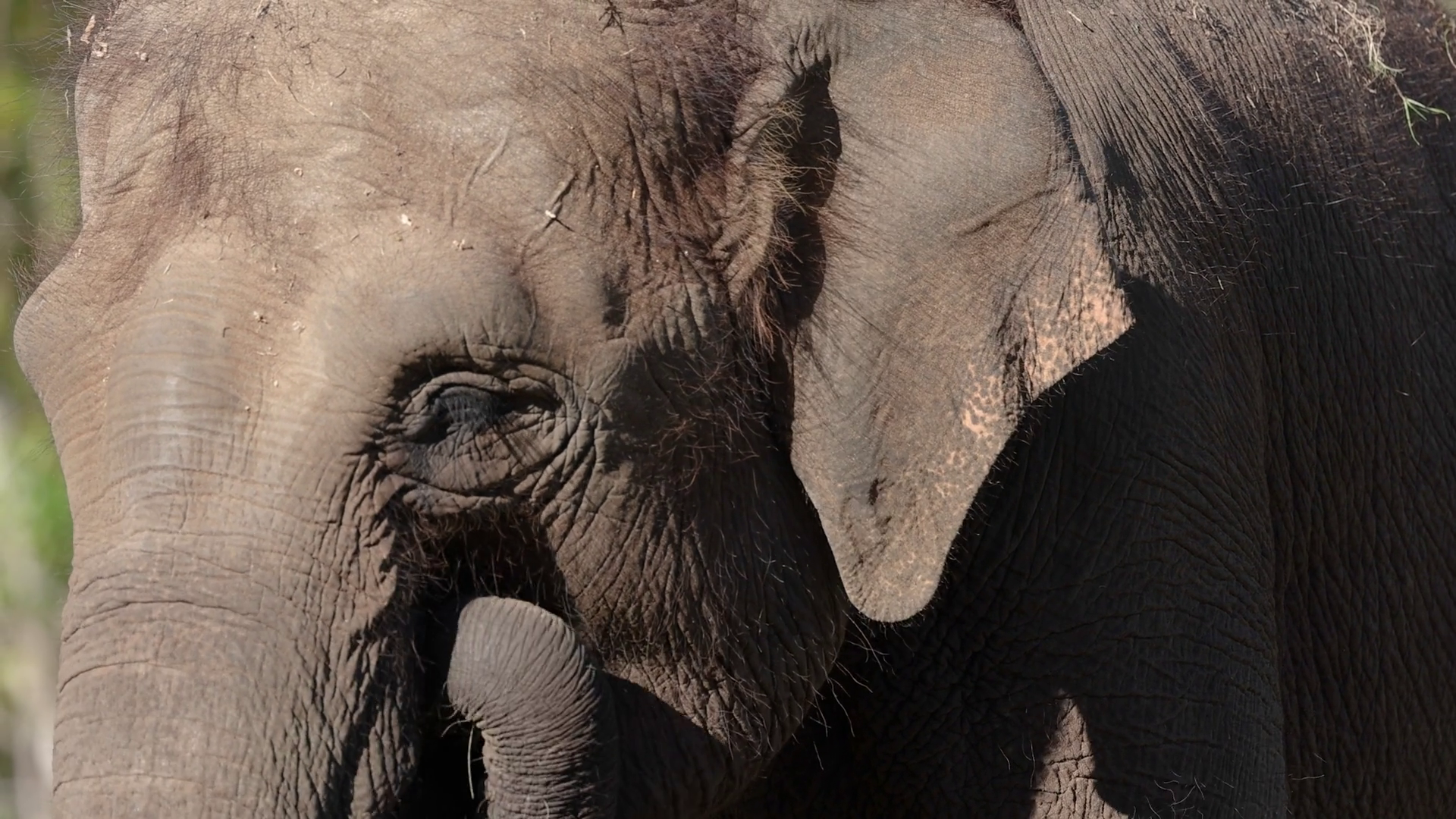 Asian Elephant At Australia Zoo Stock Footage SBV-352411130 - Storyblocks