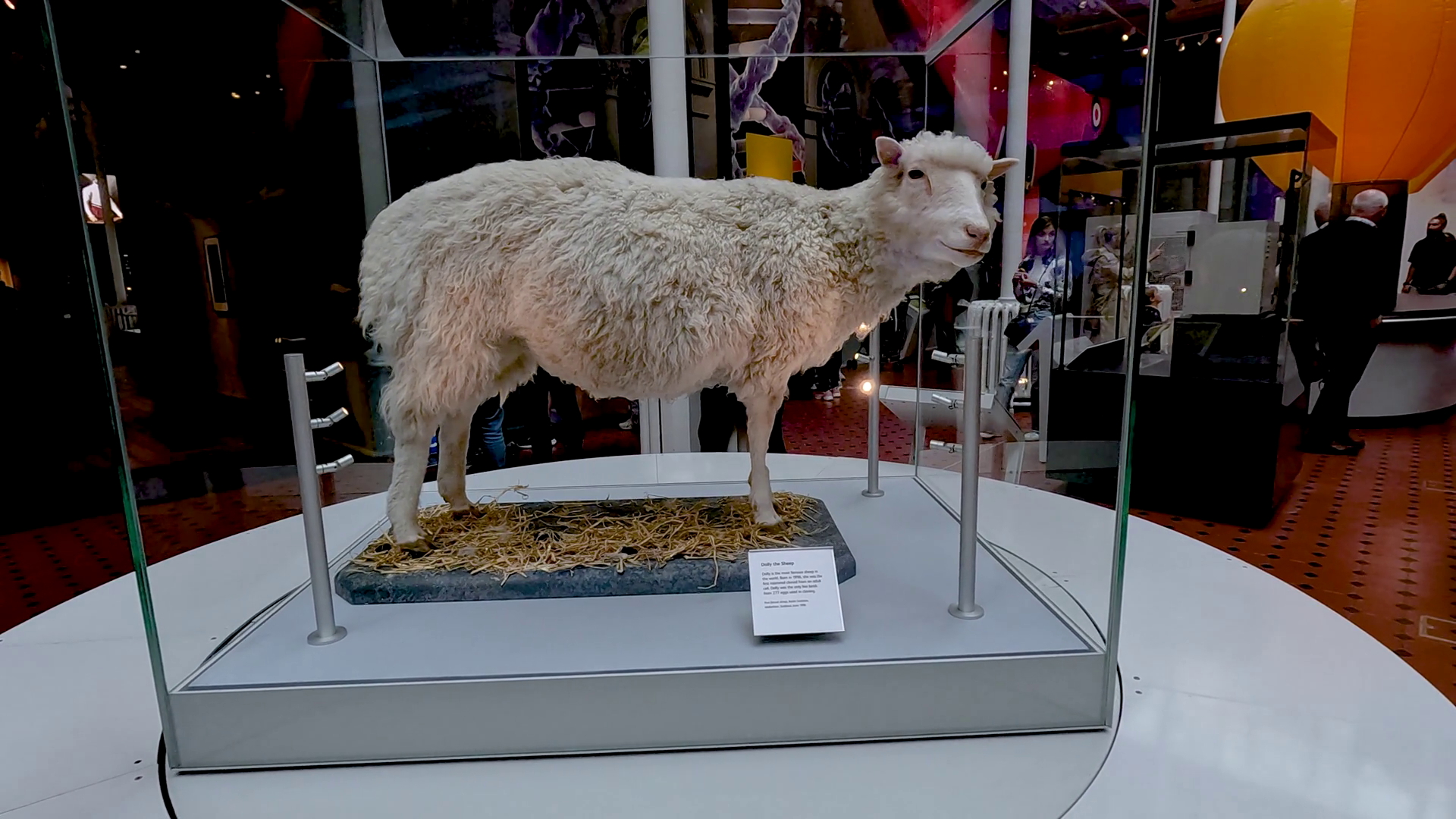 Dolly Sheep Exhibit In Museum Stock Footage SBV-352709725 - Storyblocks