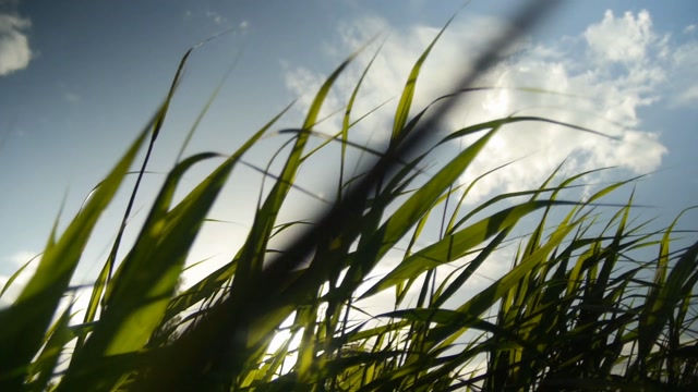 Wind Slow Motion Stock Footage: Royalty-Free Video Clips - Storyblocks