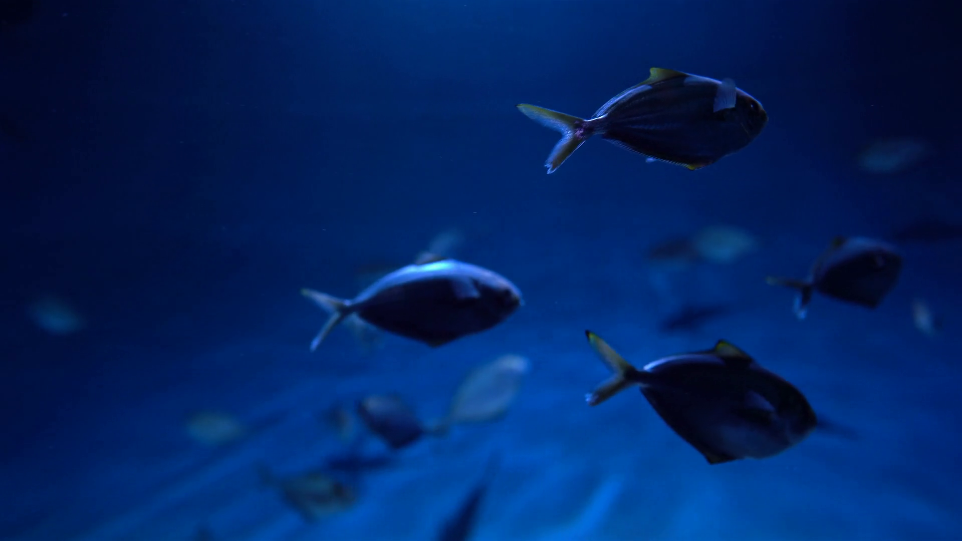 Underwater World Fish Swimming In Aquarium Stock Footage SBV-346719419 ...