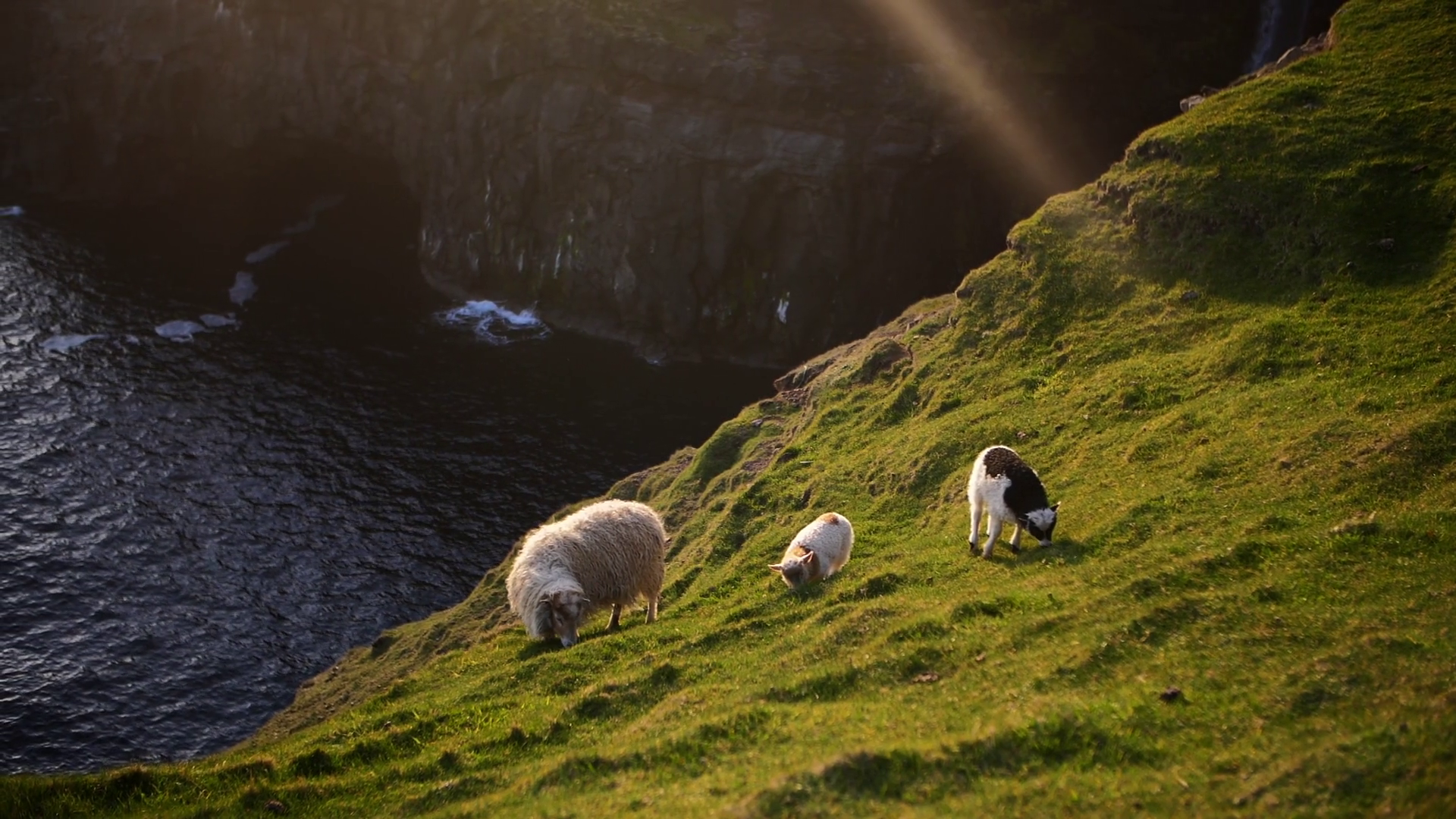 Sheep Grazing On Steep Cliffside In Faroe Stock Footage SBV-352783617 ...