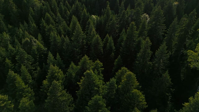 Dense Trees Stock Footage: Royalty-Free Video Clips - Storyblocks