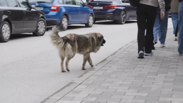 Dog Sniffing To Humans Stock Footage: Royalty-Free Video Clips ...