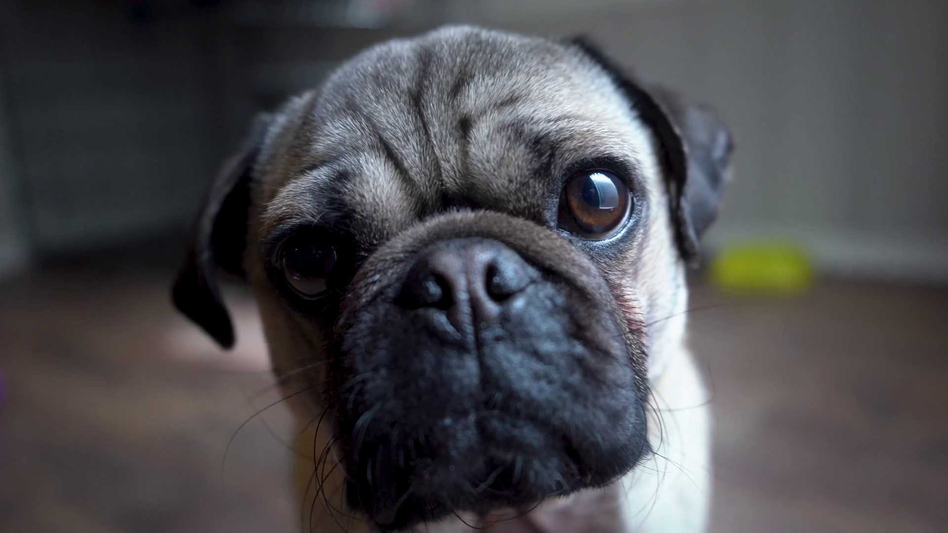 Fawn Colored Pug In Living Room Stock Footage SBV-347568093 - Storyblocks