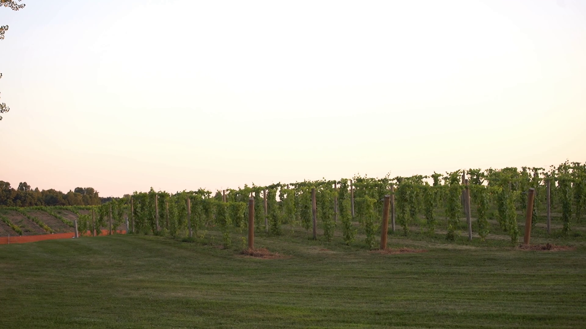 Wide Shot Of Vineyard At Sunset Stock Footage SBV-347318695 - Storyblocks