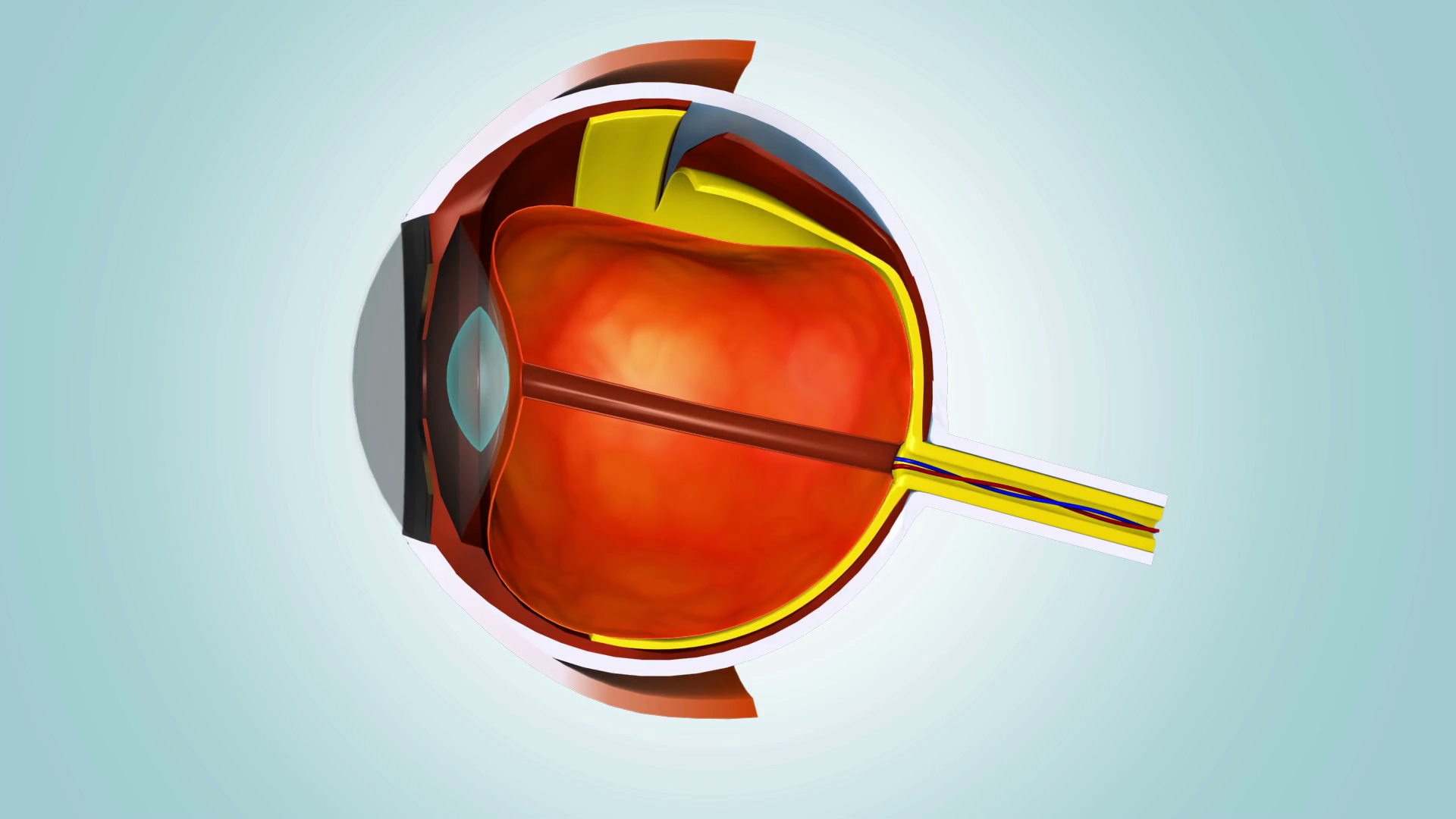 Anatomy Of Human Eye Stock Motion Graphics SBV-311199481 - Storyblocks