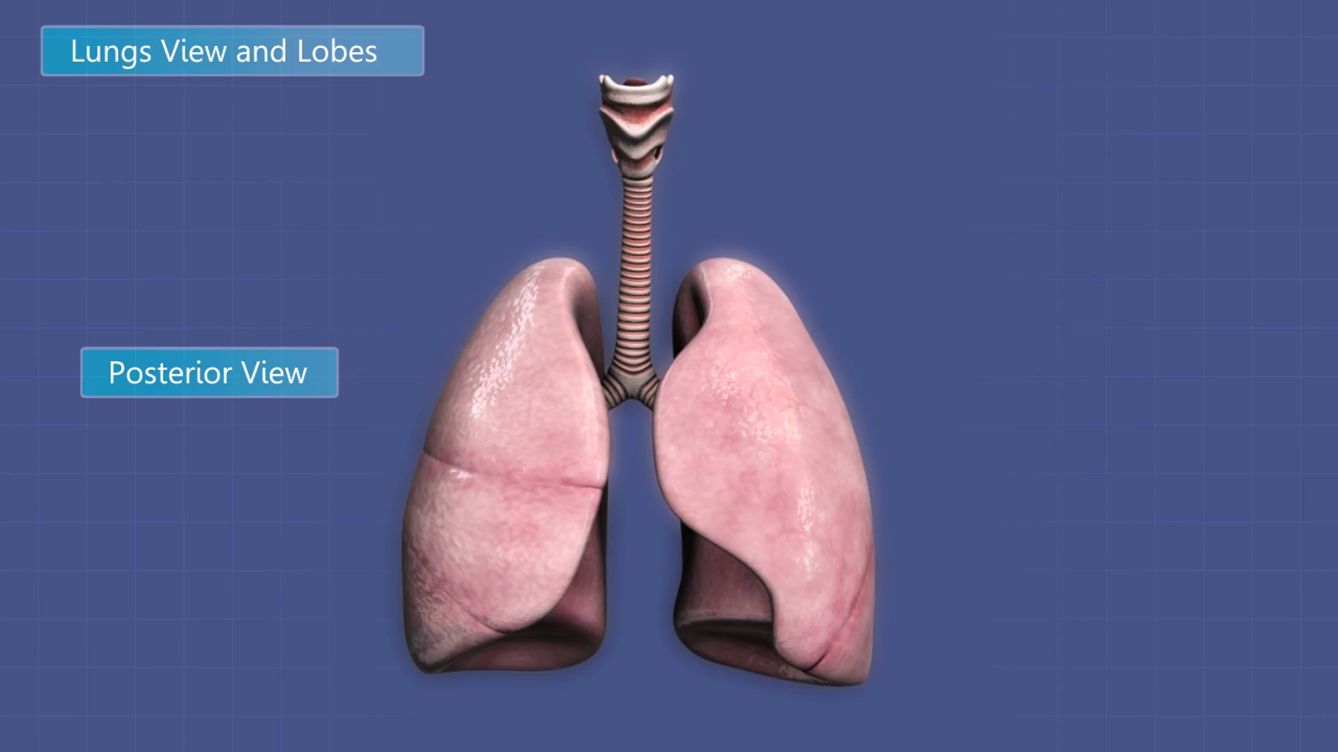 Animation Depicting Lobes Of Human Lungs Stock Motion Graphics SBV ...