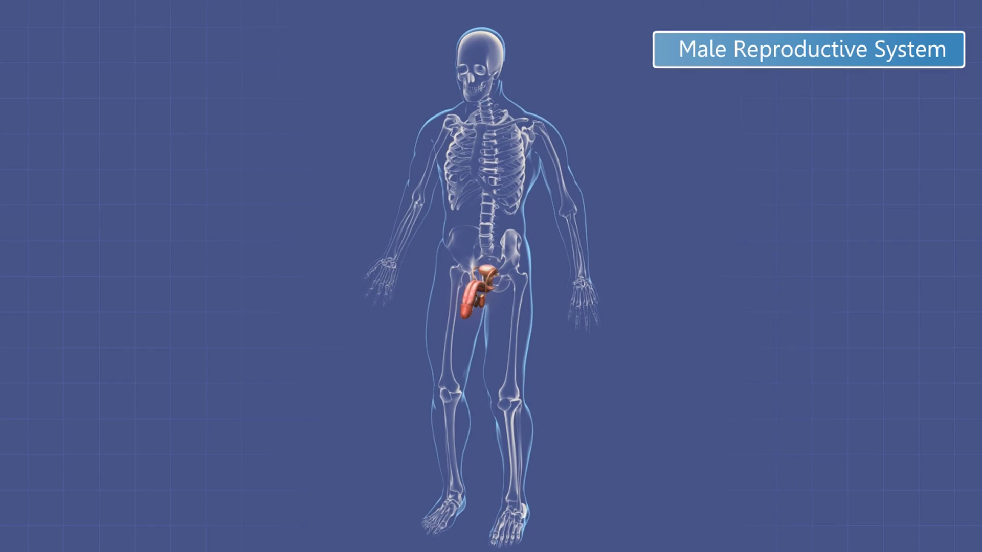 Male reproductive system within a translucent human body. Motion ...