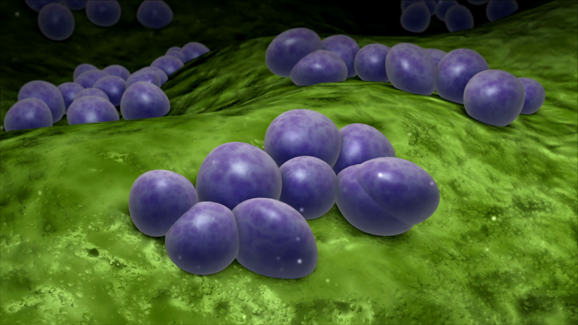 Microscopic Visualization Of Staphylococcus Stock Motion Graphics SBV ...