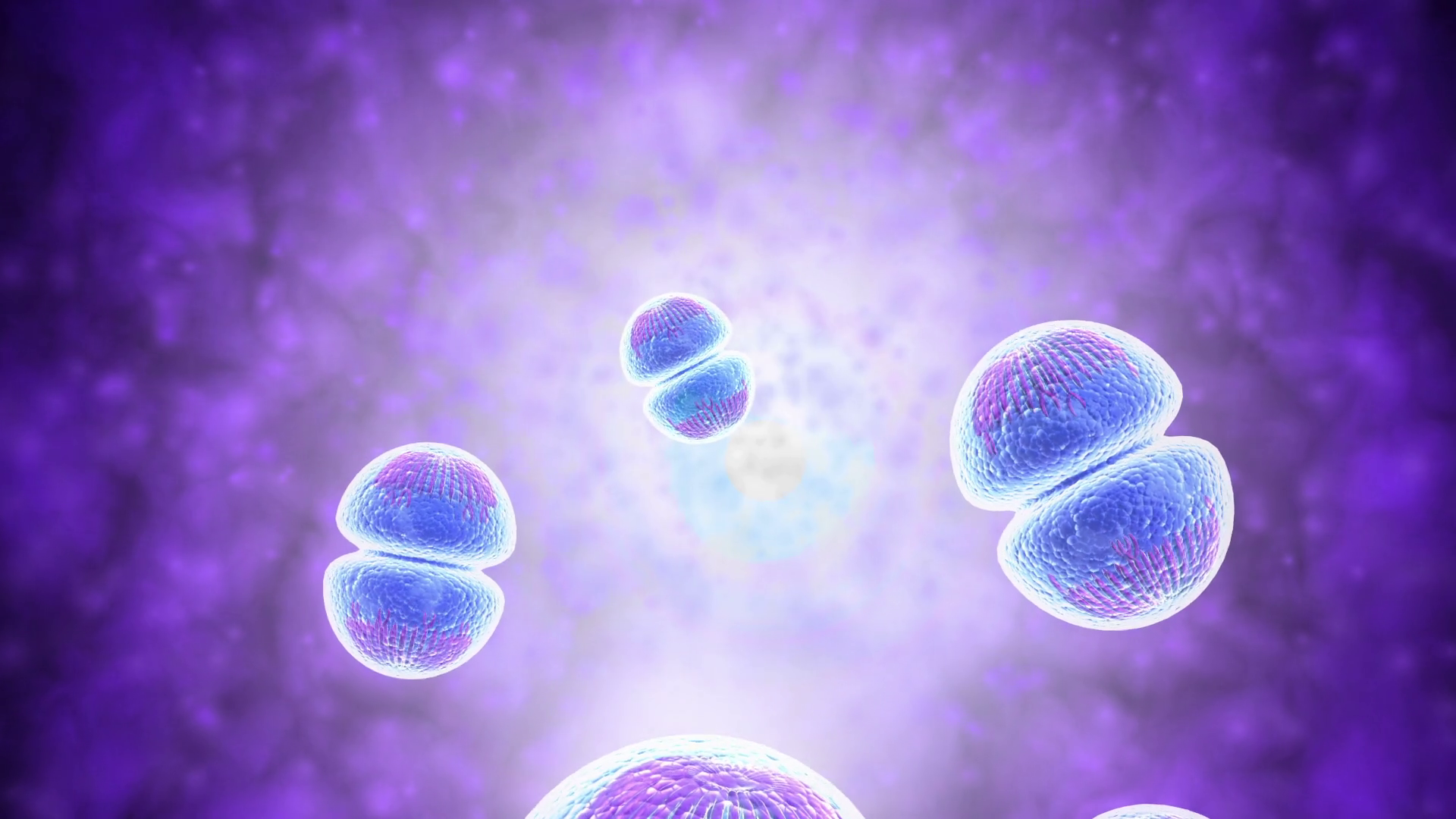 Mitosis Cell Division Stock Motion Graphics SBV 311199122 Storyblocks