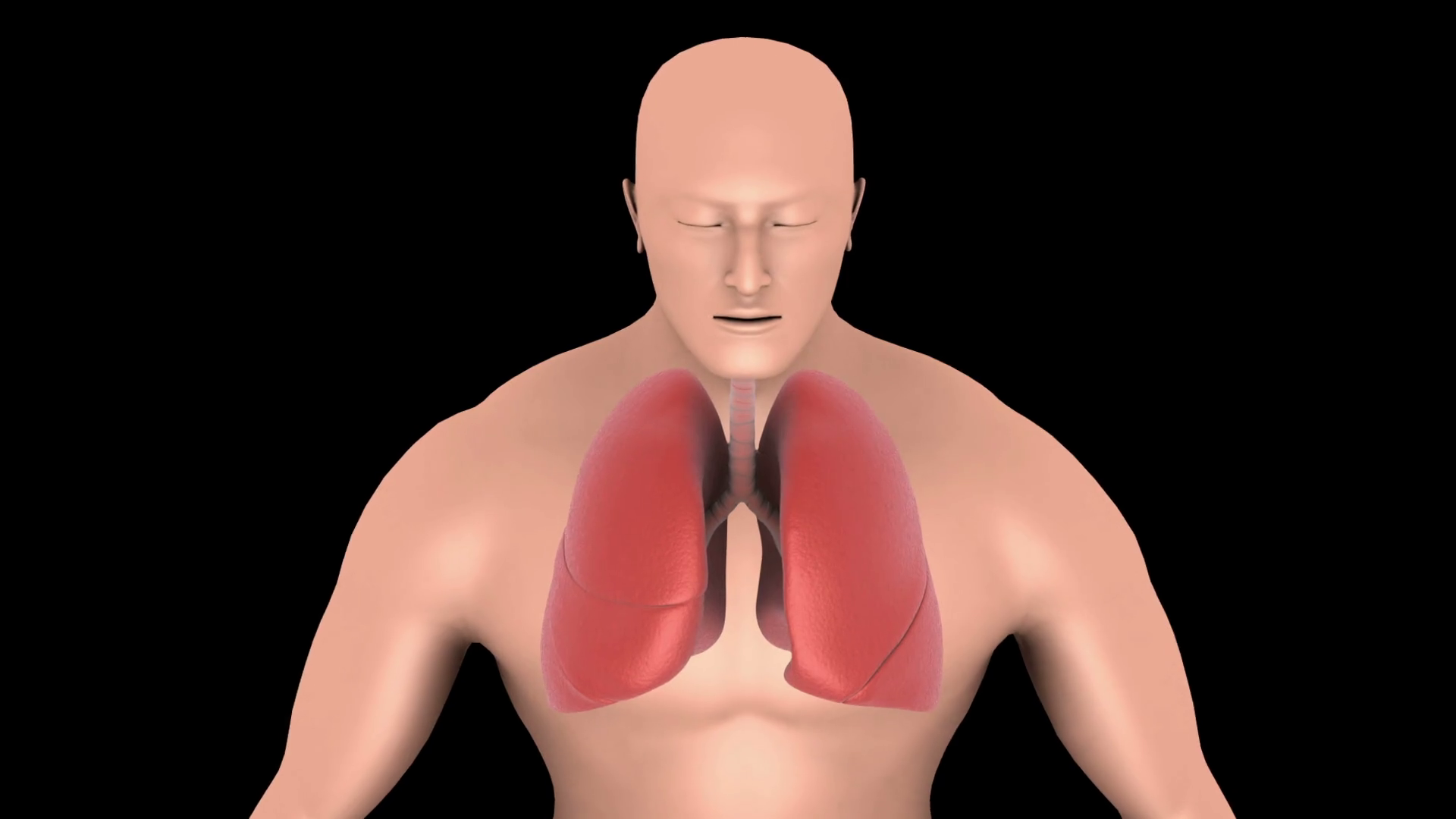 Biomedical Animation Of Bronchitis In Human Stock Motion Graphics SBV ...