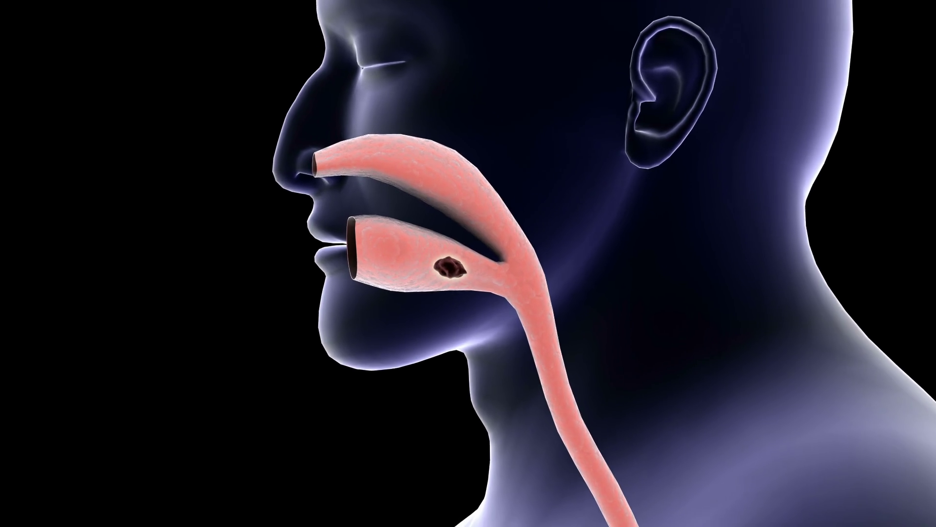 Biomedical Animation Showing Human Digestion Stock Motion Graphics SBV ...