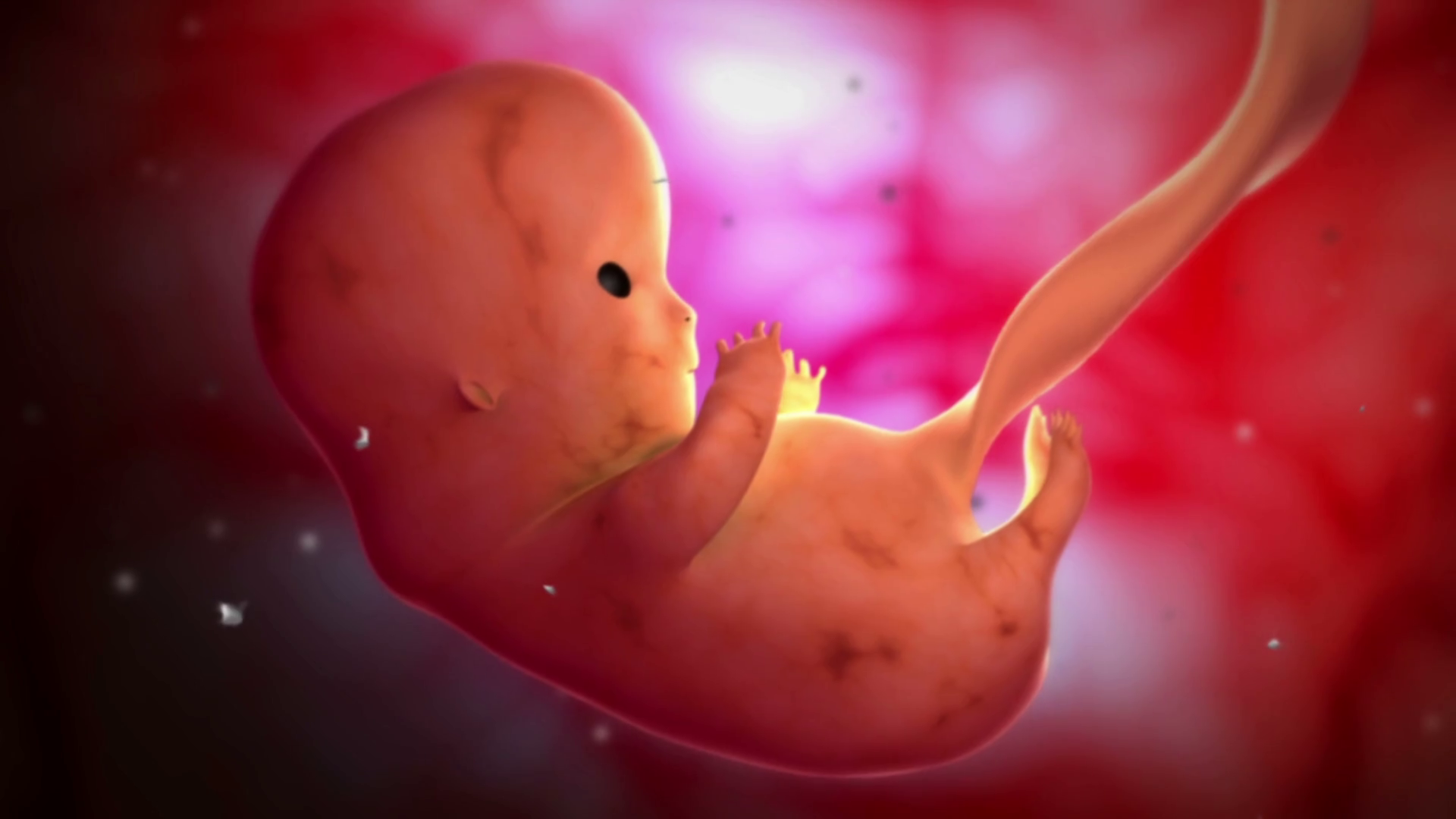 Biomedical Animation Of 8-10 Week Fetus Stock Motion Graphics SBV ...