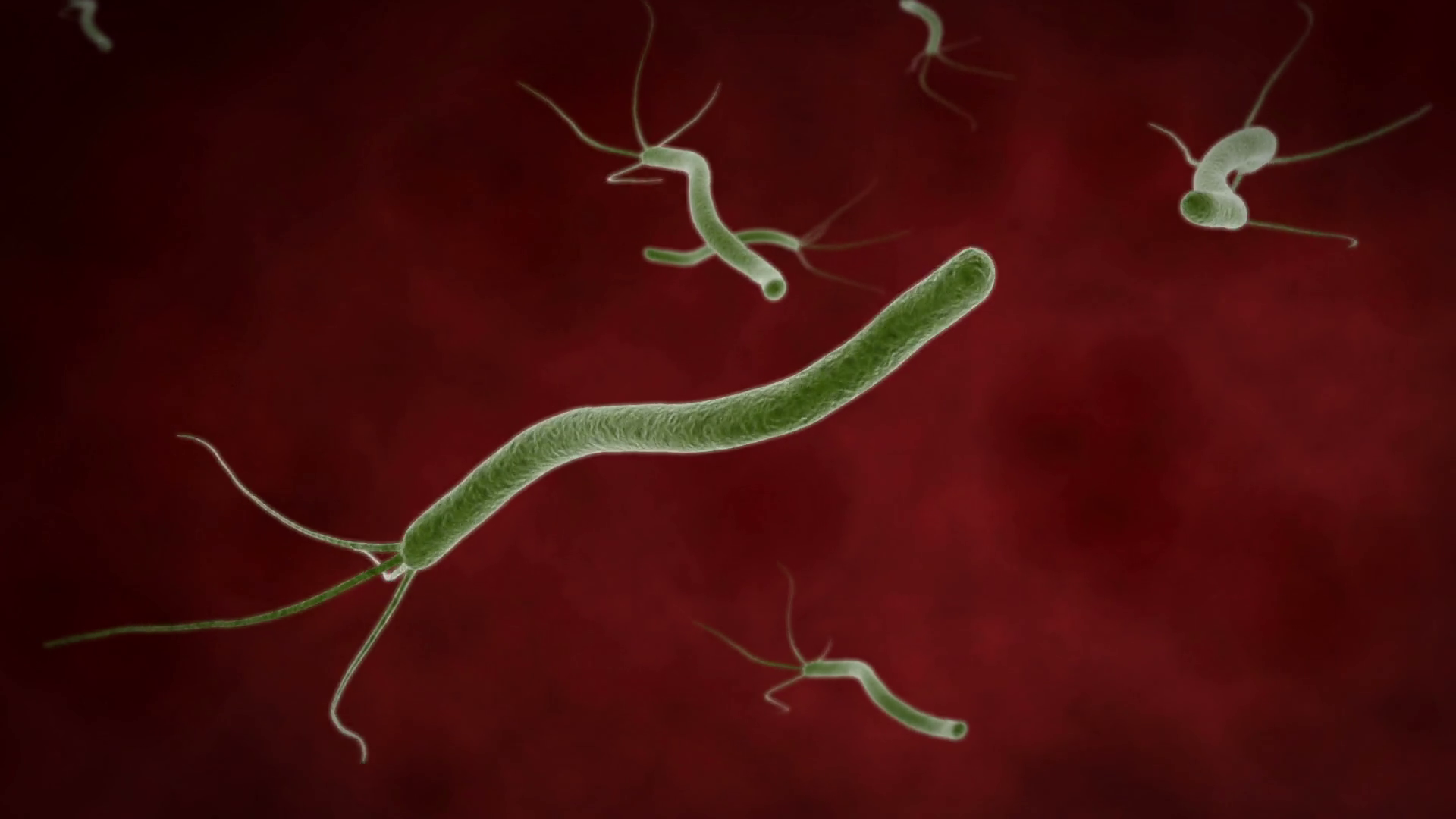 Biomedical Animation Of Helicobacter Pylori Stock Motion Graphics SBV ...