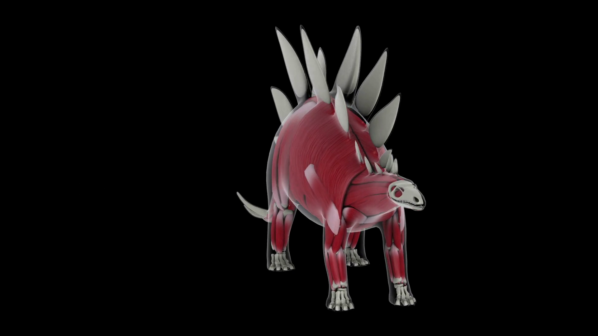 Muscular System Of Stegosaurus Dinosaur Stock Footage SBV-351810037 ...