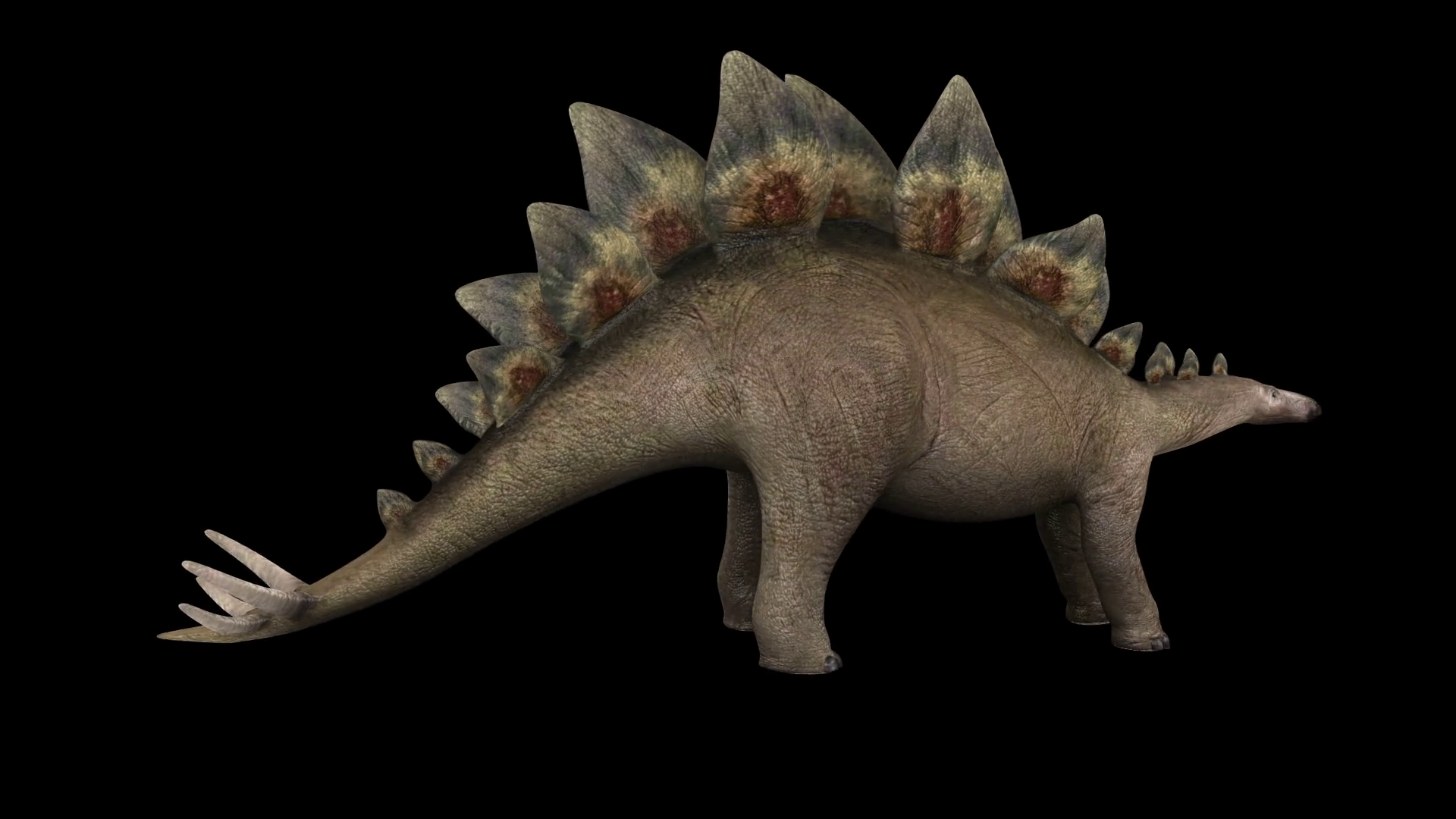 Full Body Animation Of Stegosaurus Dinosaur Stock Footage SBV-351810040 ...