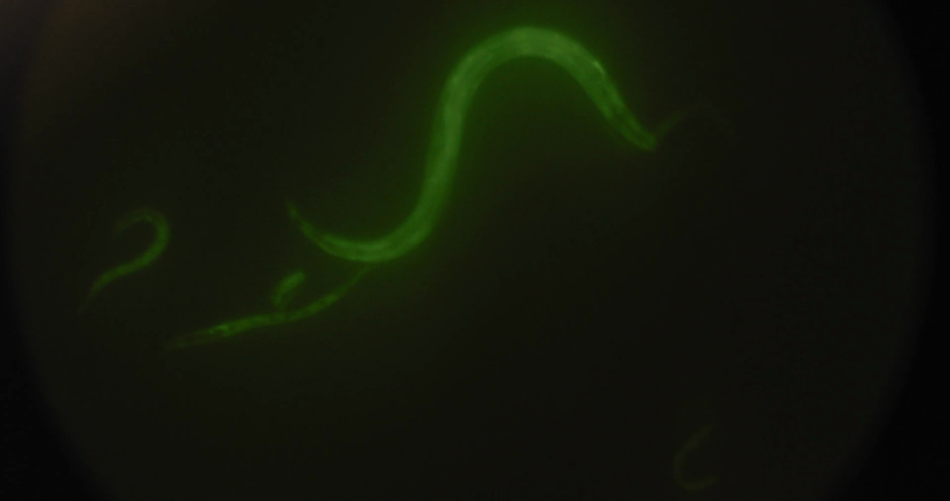 Highlighted Green Worms Under Microscope Stock Footage SBV-346742902 ...