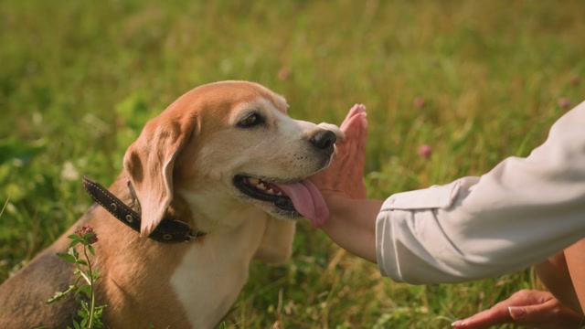 Gentle Handling Stock Footage: Royalty-Free Video Clips - Storyblocks