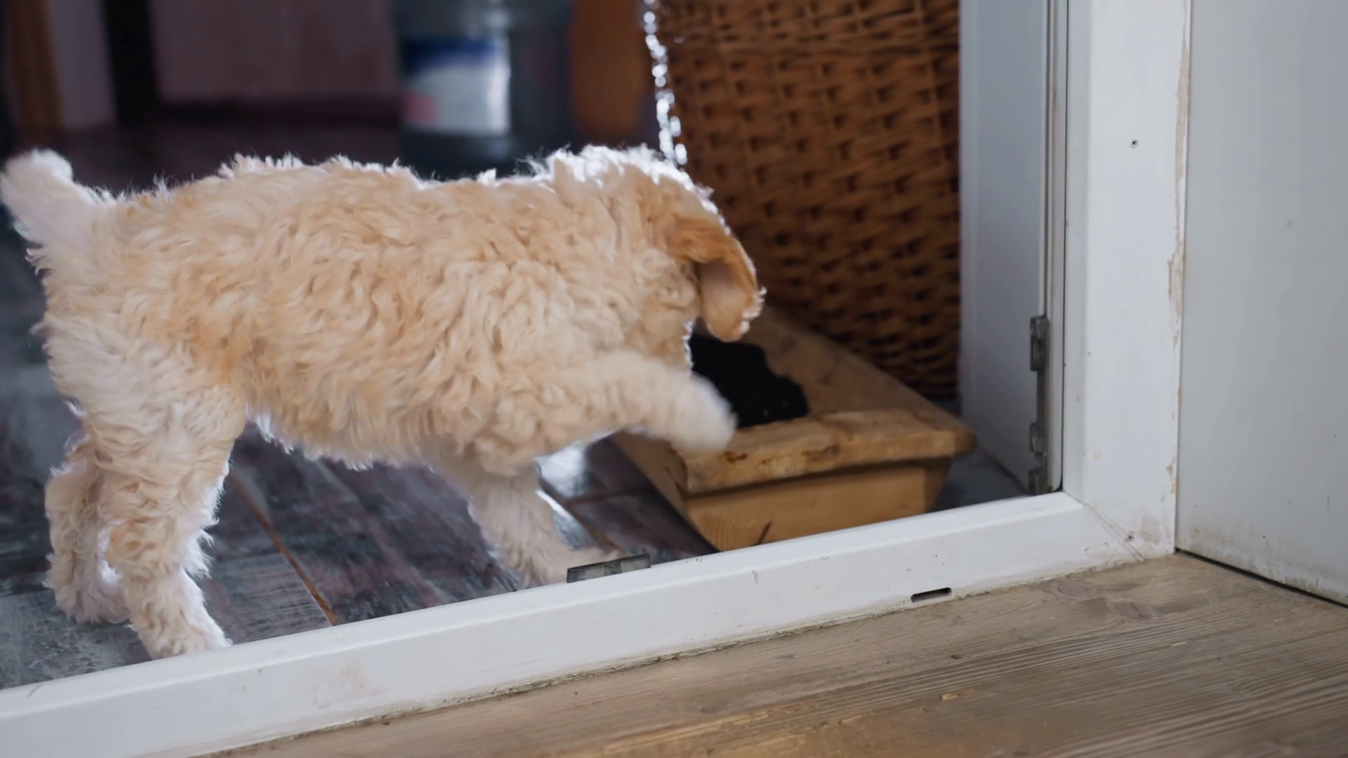 Puli Puppy Energetically Playing Near Wooden Stock Footage SBV ...