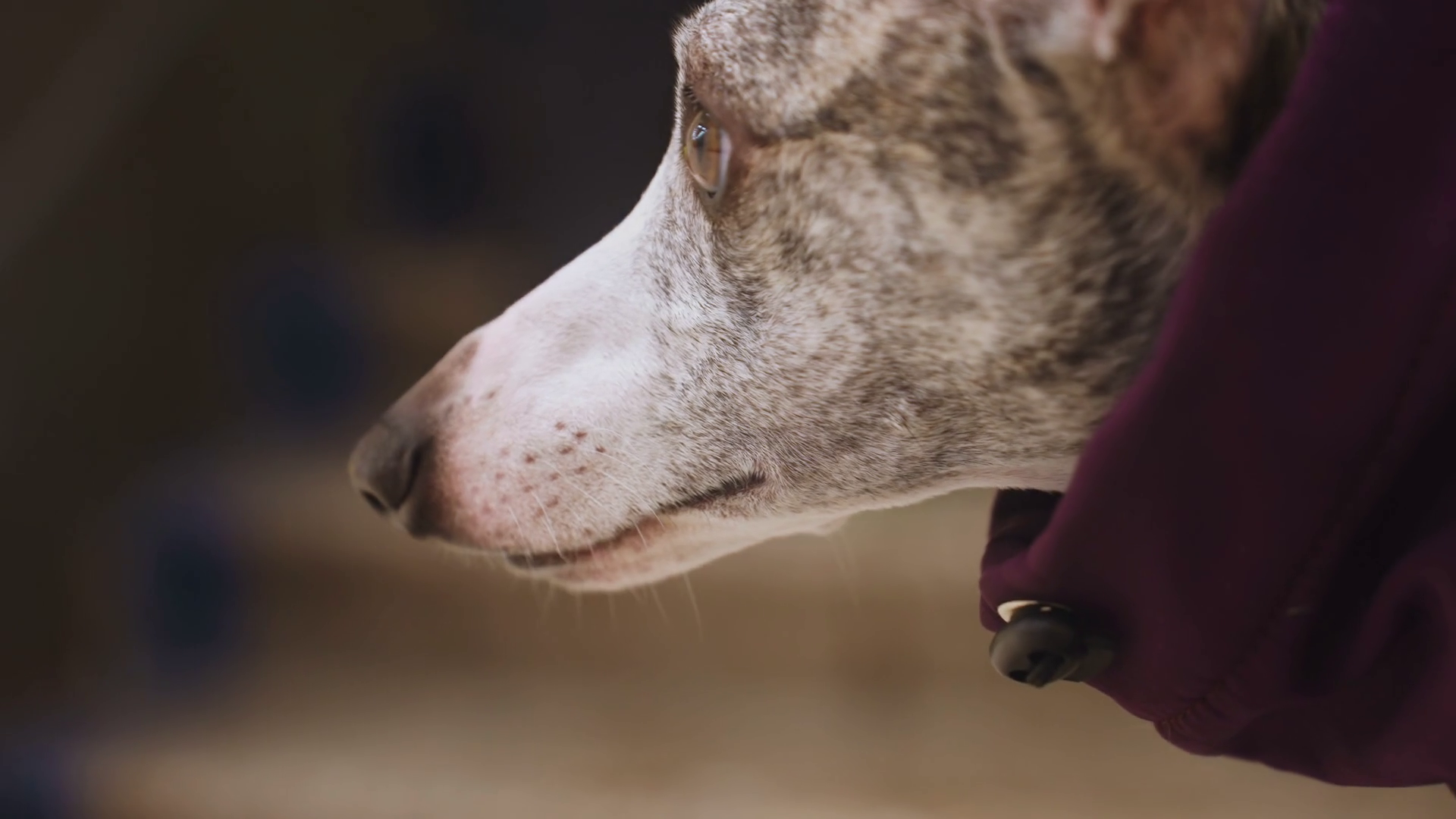 Extreme Close-up Of Whippet In Purple Jacket Stock Footage SBV ...